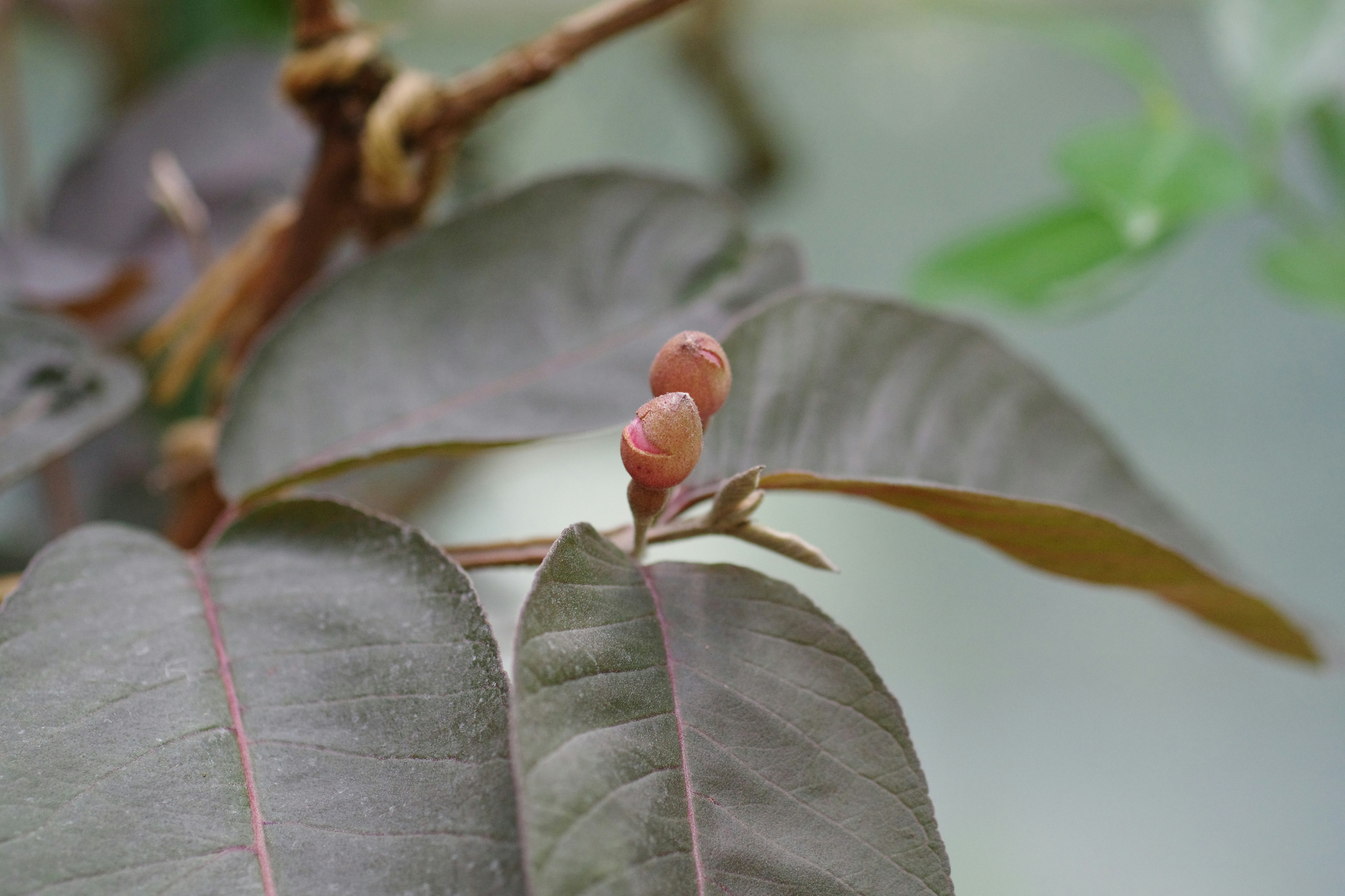 Coral Bud Emerges Between Slate-Gray Leaves