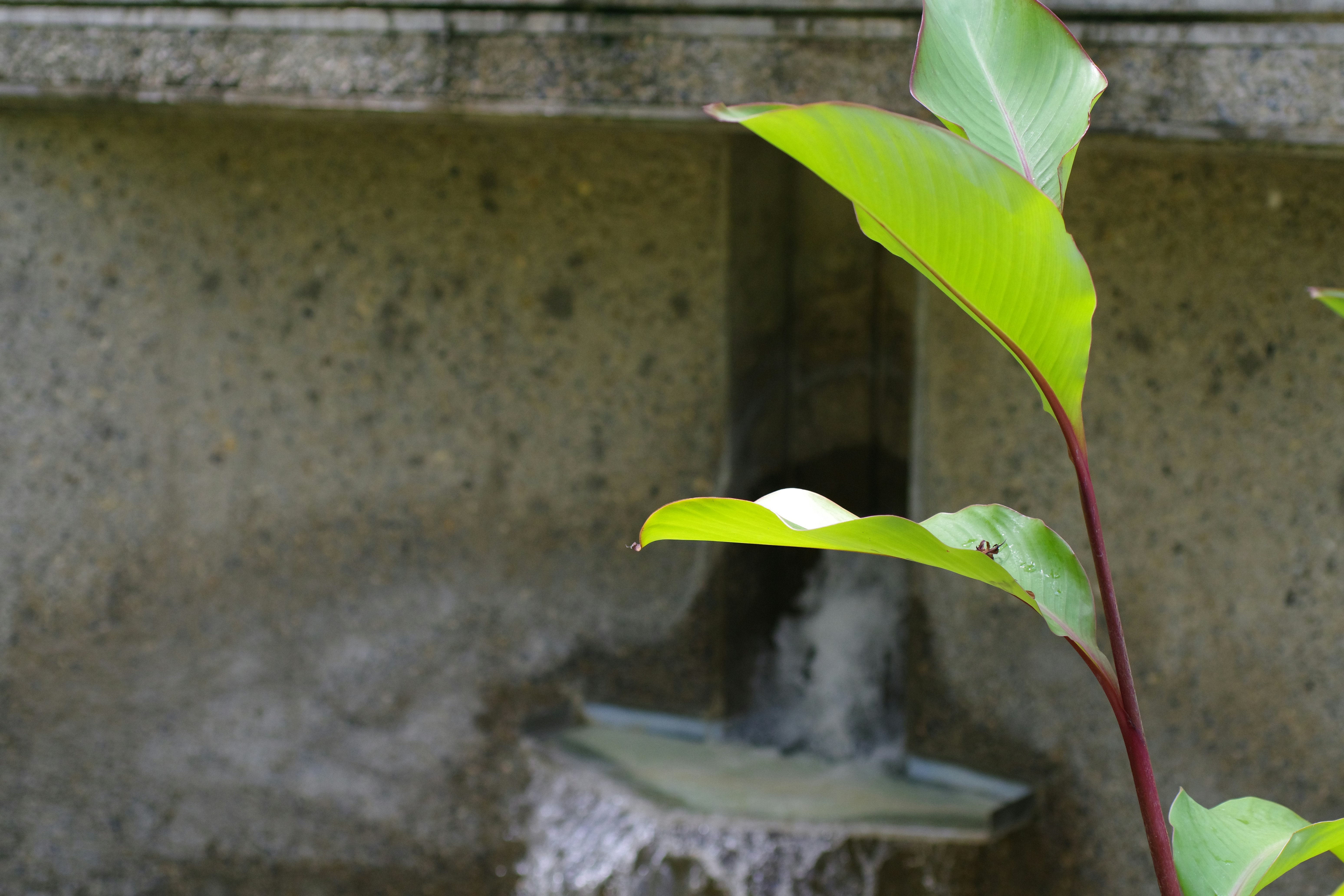 Emerald Leaf Framing a Quiet Fountain in Weathered Concrete