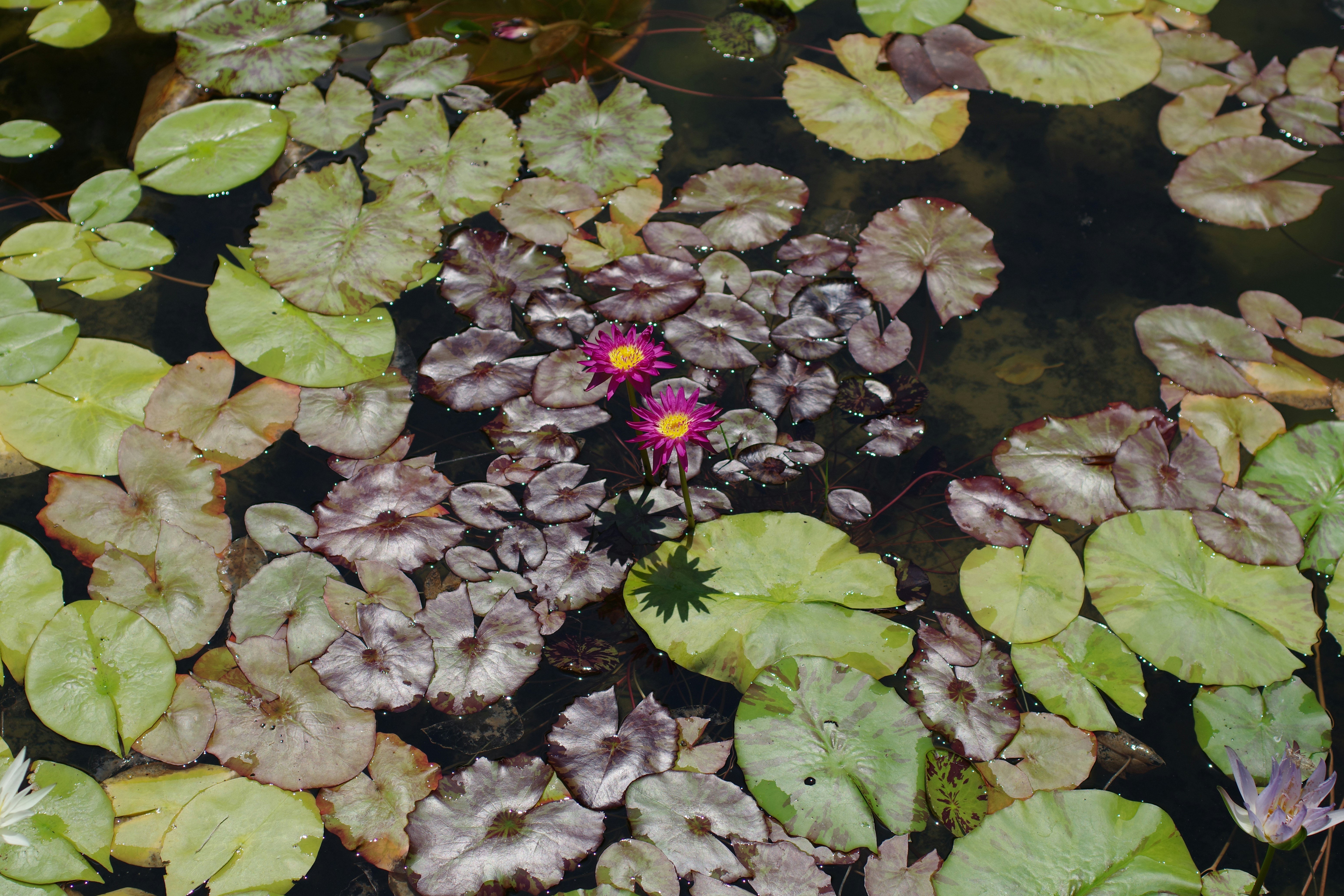 Beautiful green and flower garden、新緑と美しい花が織りなす絶景 A superb view of fresh greenery and beautiful flowers