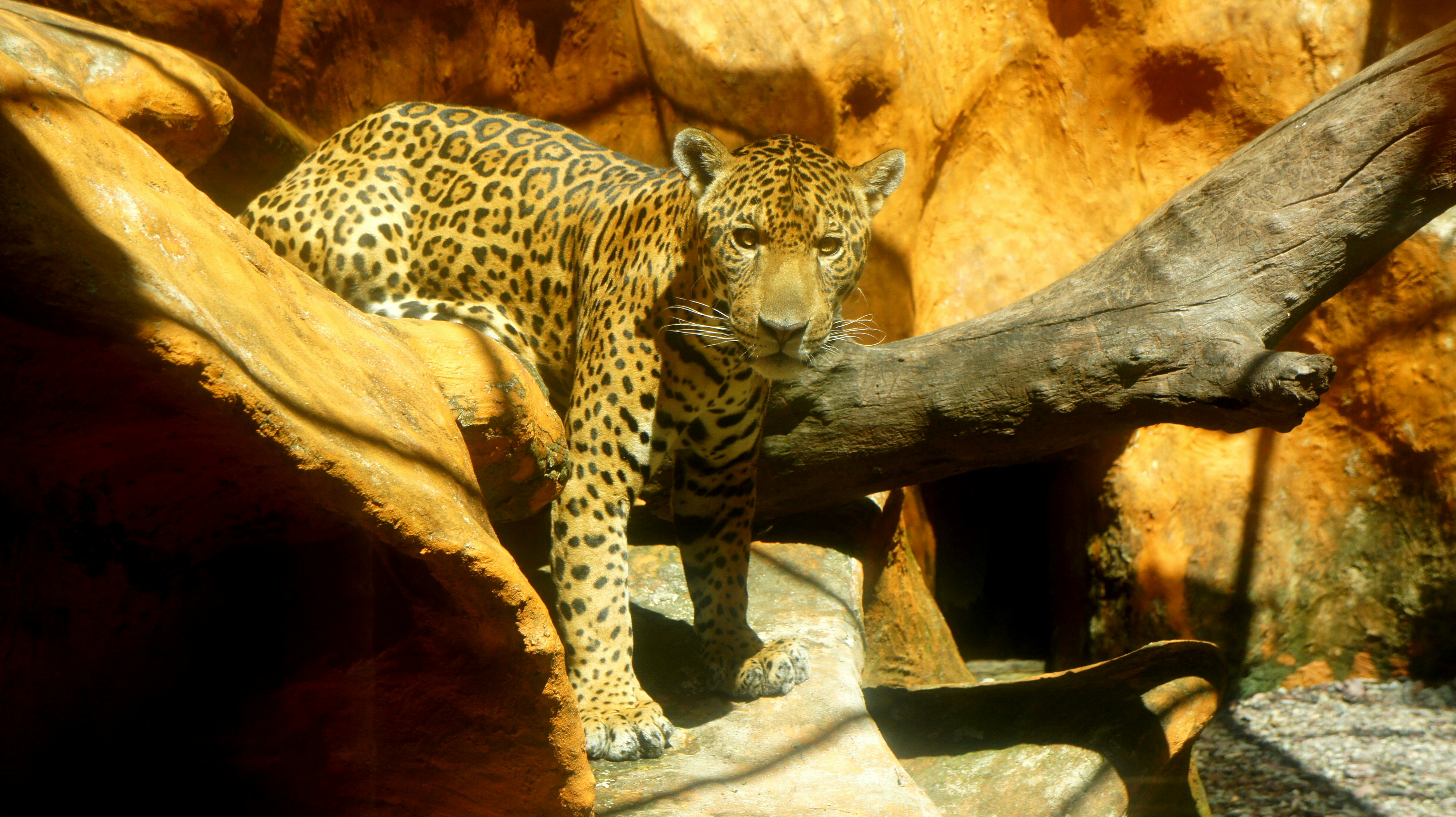 Leopard perched on a sunlit rocky ledge with a fallen log, gazing forward; a wildlife photograph.