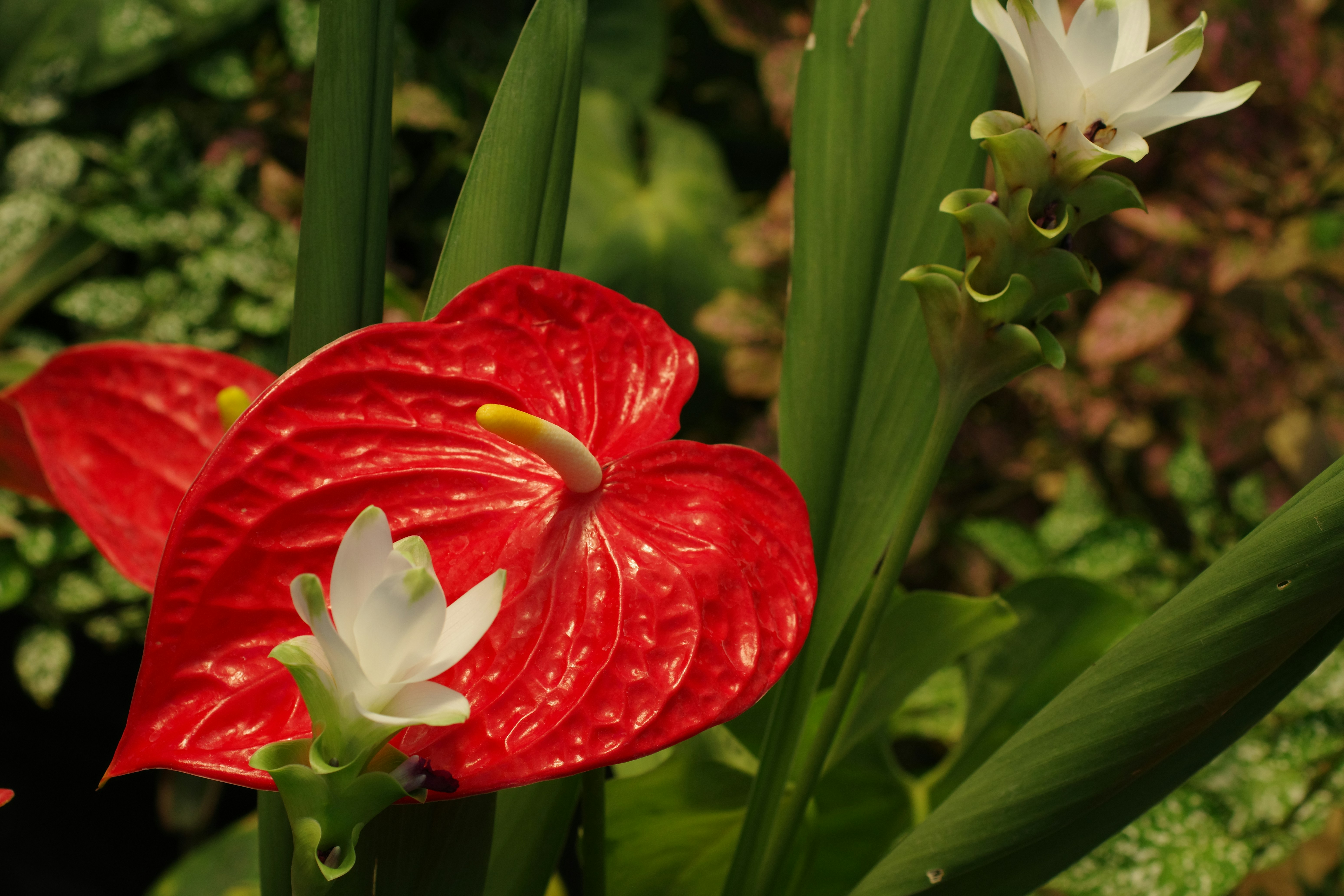 Crimson Spathe Amid Green Arches: Close-Up of Floral Geometry