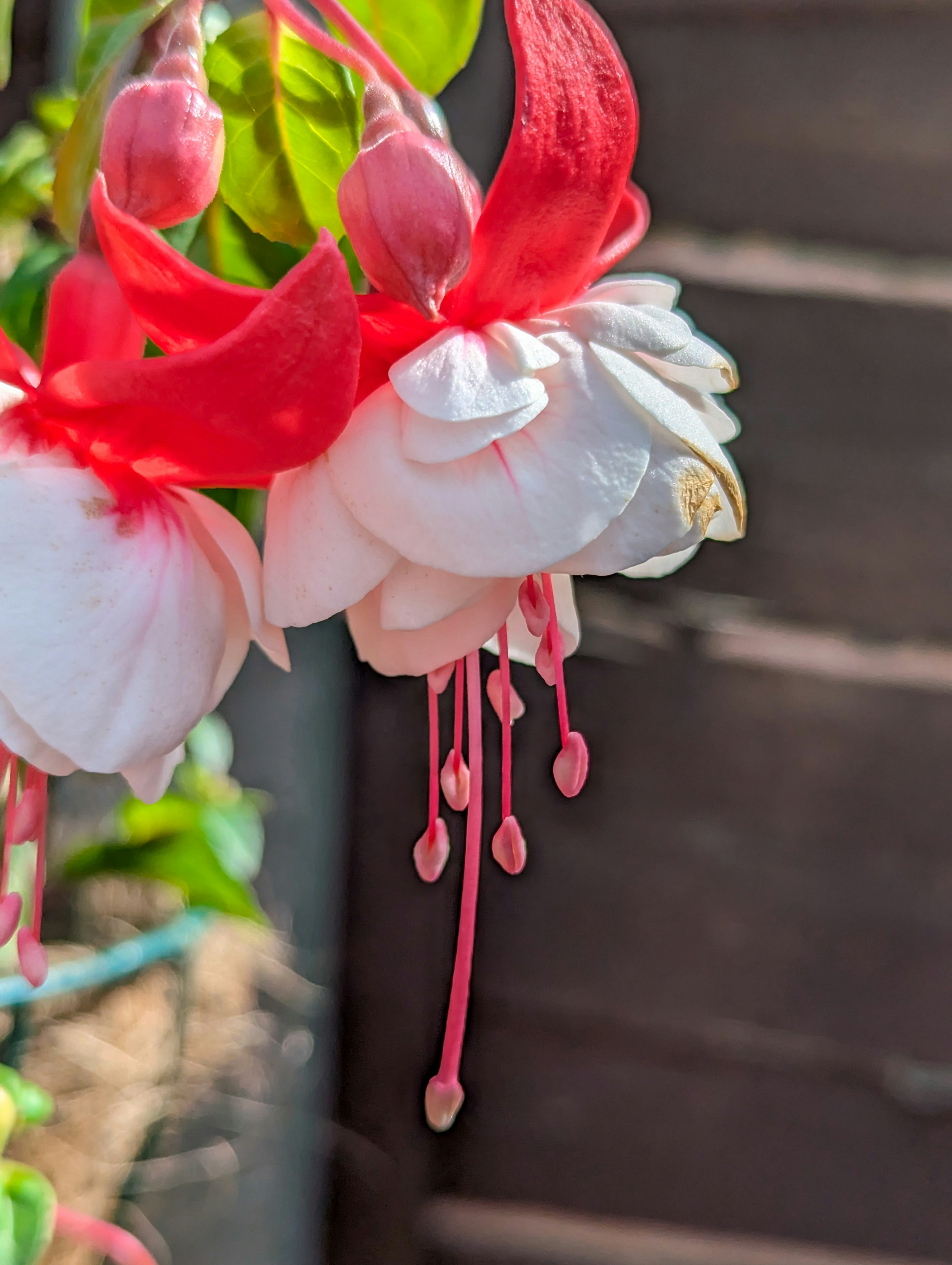 Crimson and Ivory Fuchsia: A Macro Portrait of Petal Layers and Stamen