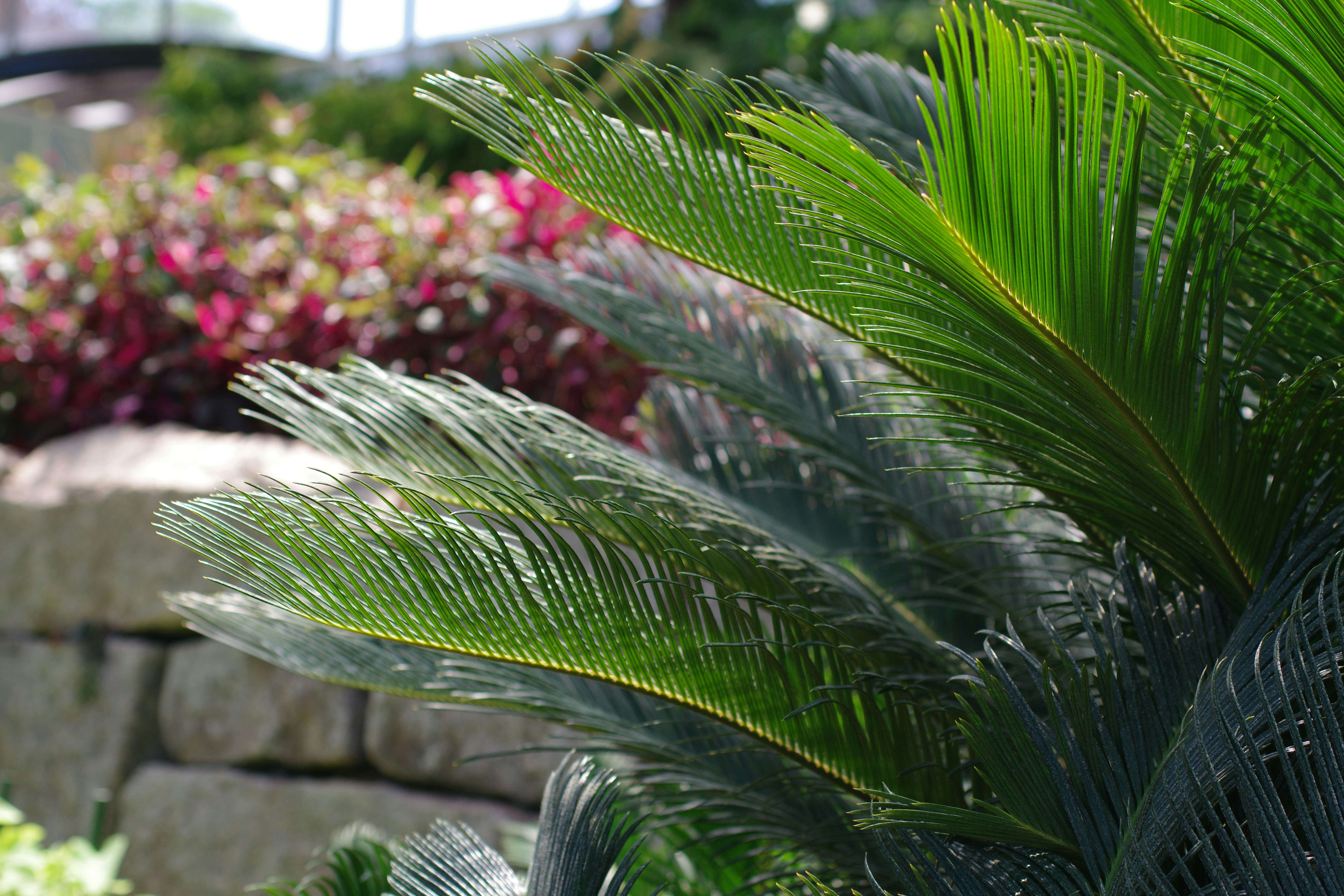 Sunlit Palm Fronds Framing a Quiet Stone Garden