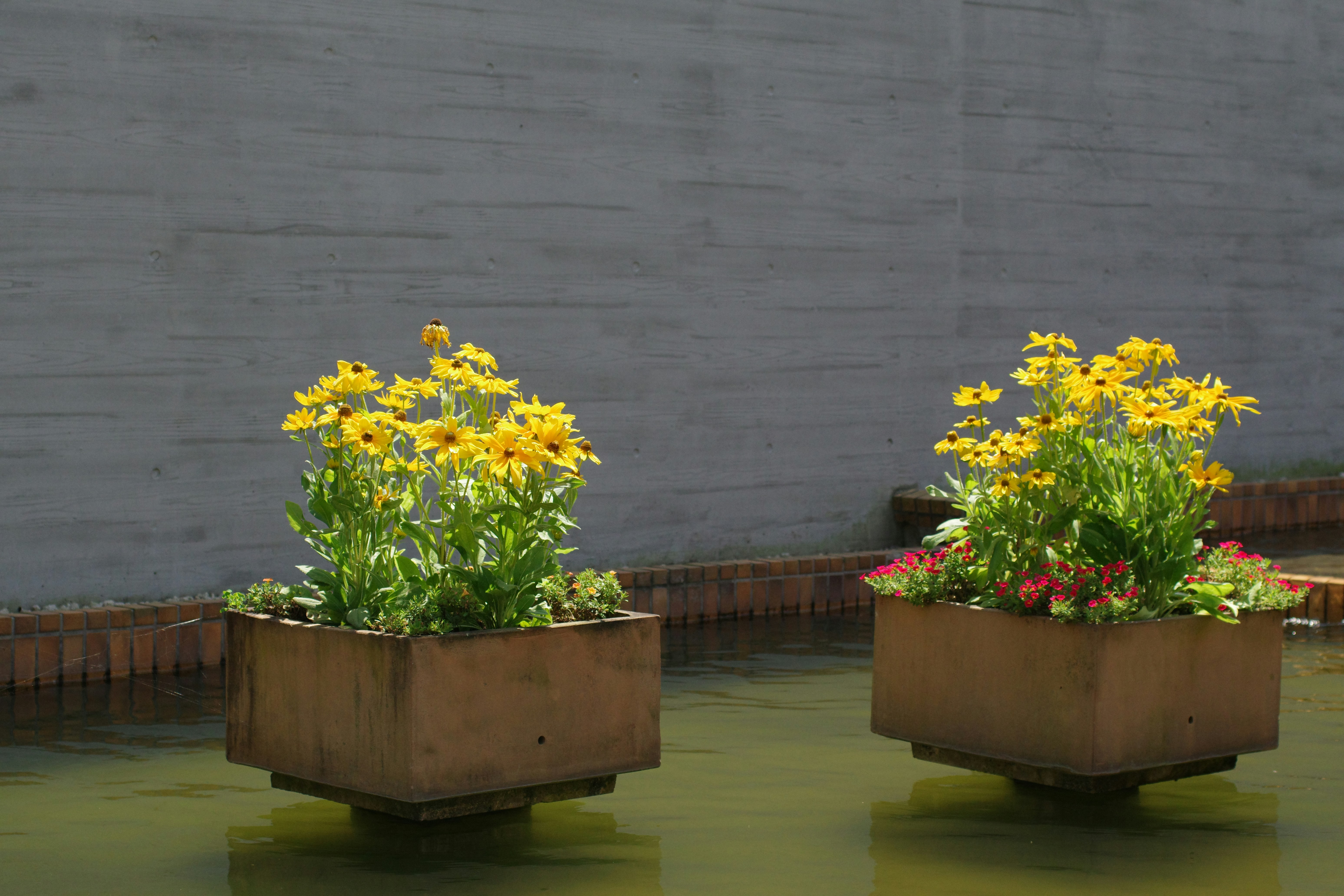 Two Rust-Colored Planters with Yellow Blooms Rest on a Quiet Pool