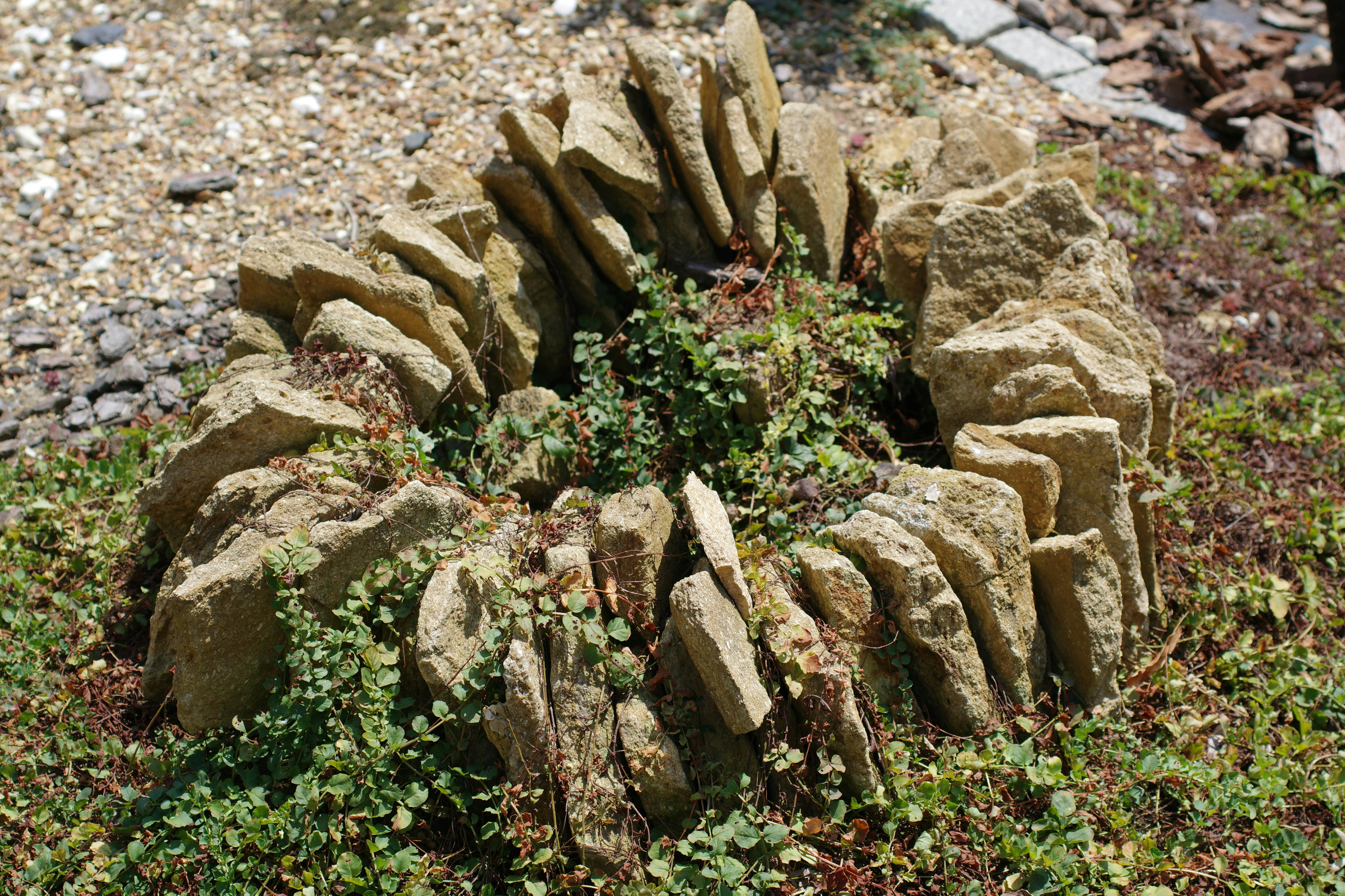 Stone Halo: A Weathered Circular Ring Reclaimed by Creeping Greenery
