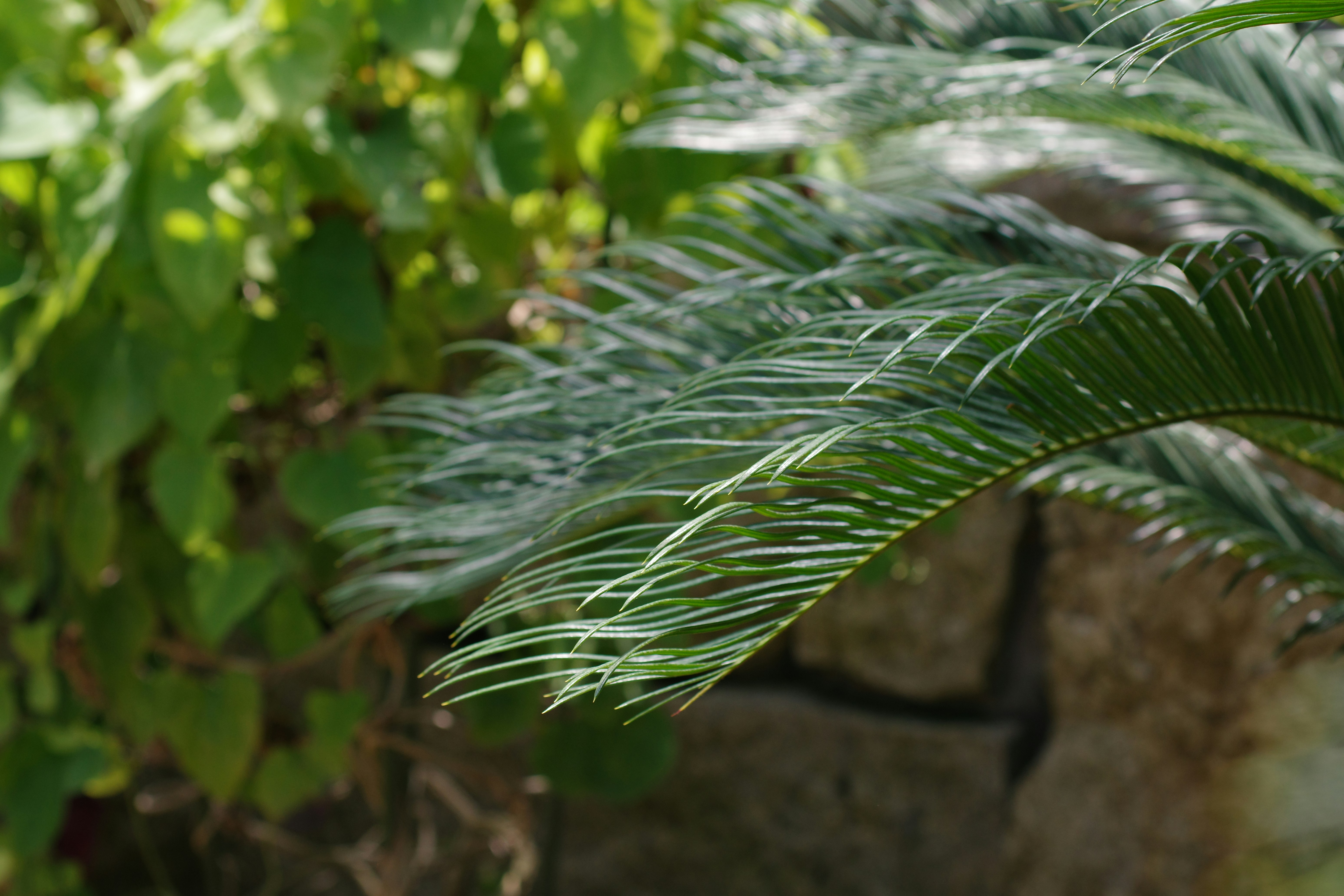 A close up of a palm tree near a rock wall photo – Free 食物 Image on ...