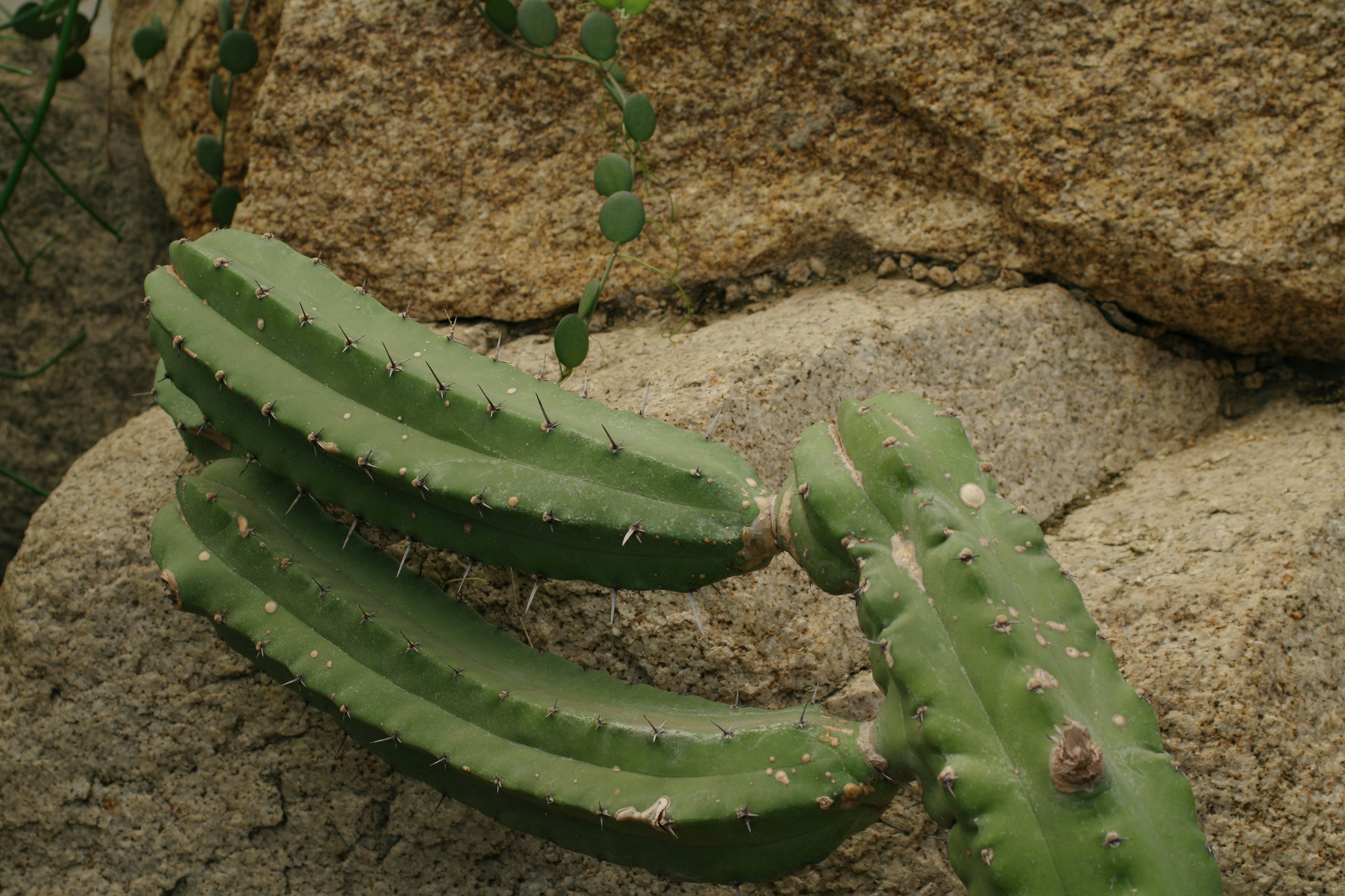 Curved Cactus Segments Cling to Weathered Rock