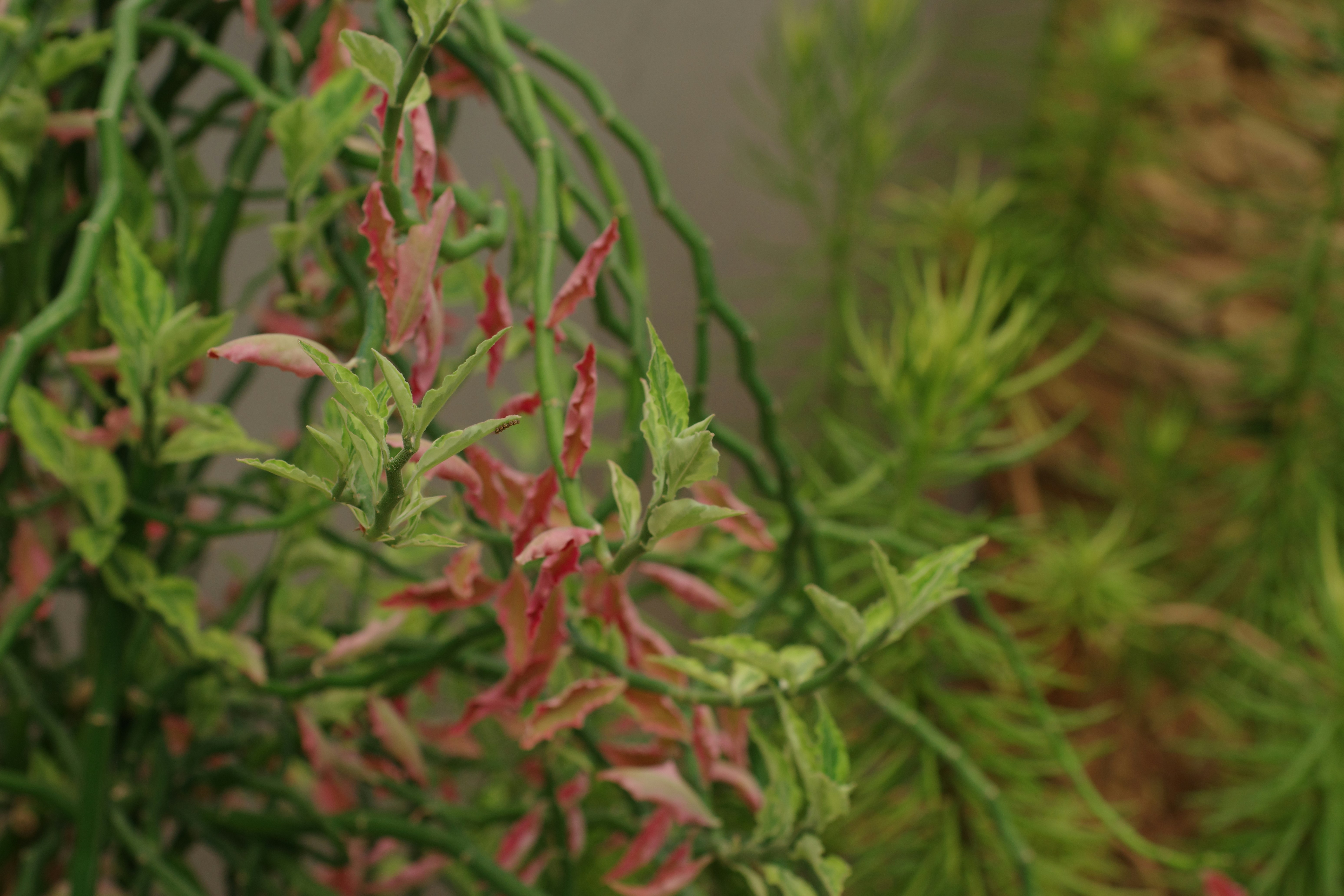 Pink-tinged foliage in a sunlit garden