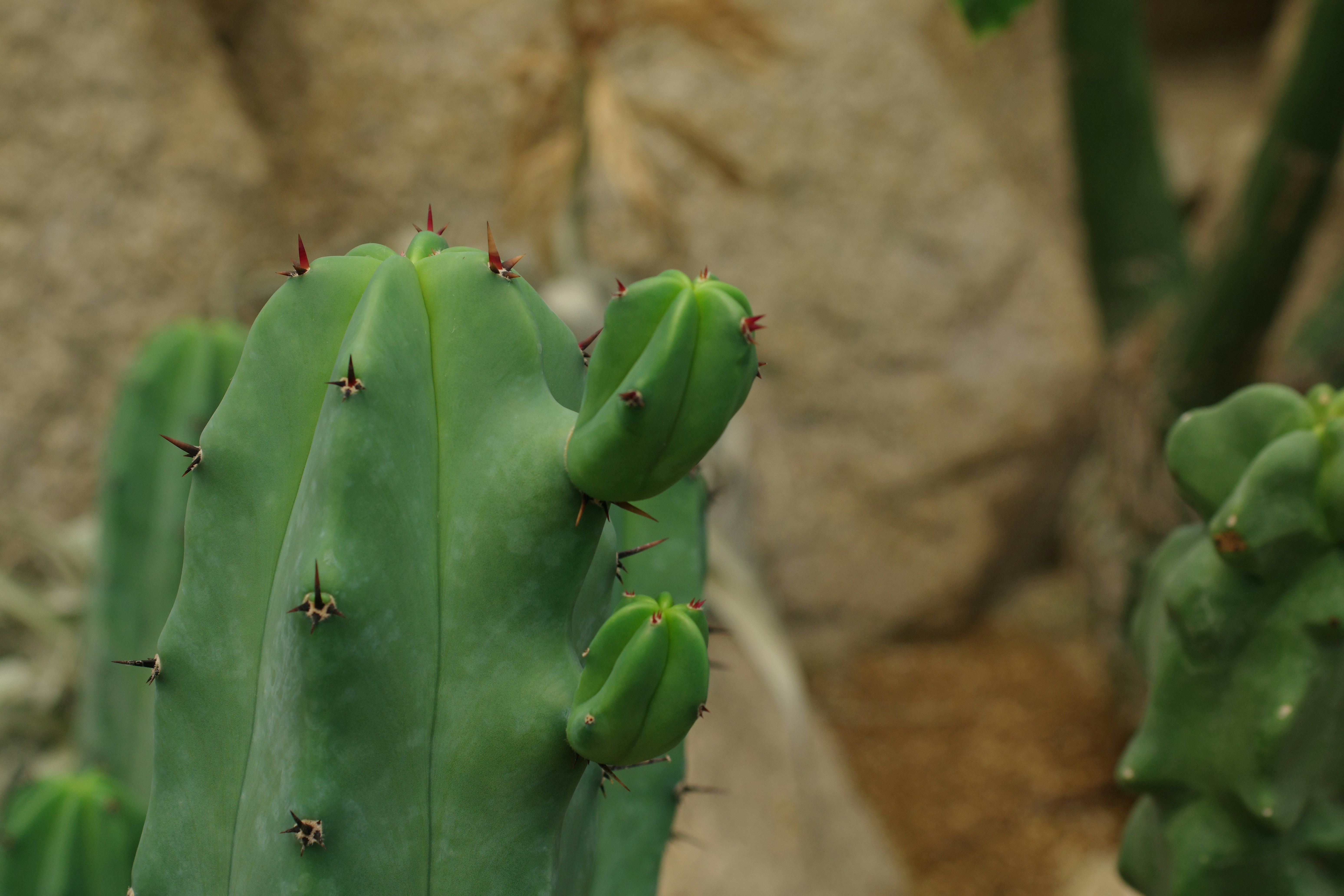 Emerald Cathedral: Close-Up of Cactus Pads Against a Stone Backdrop