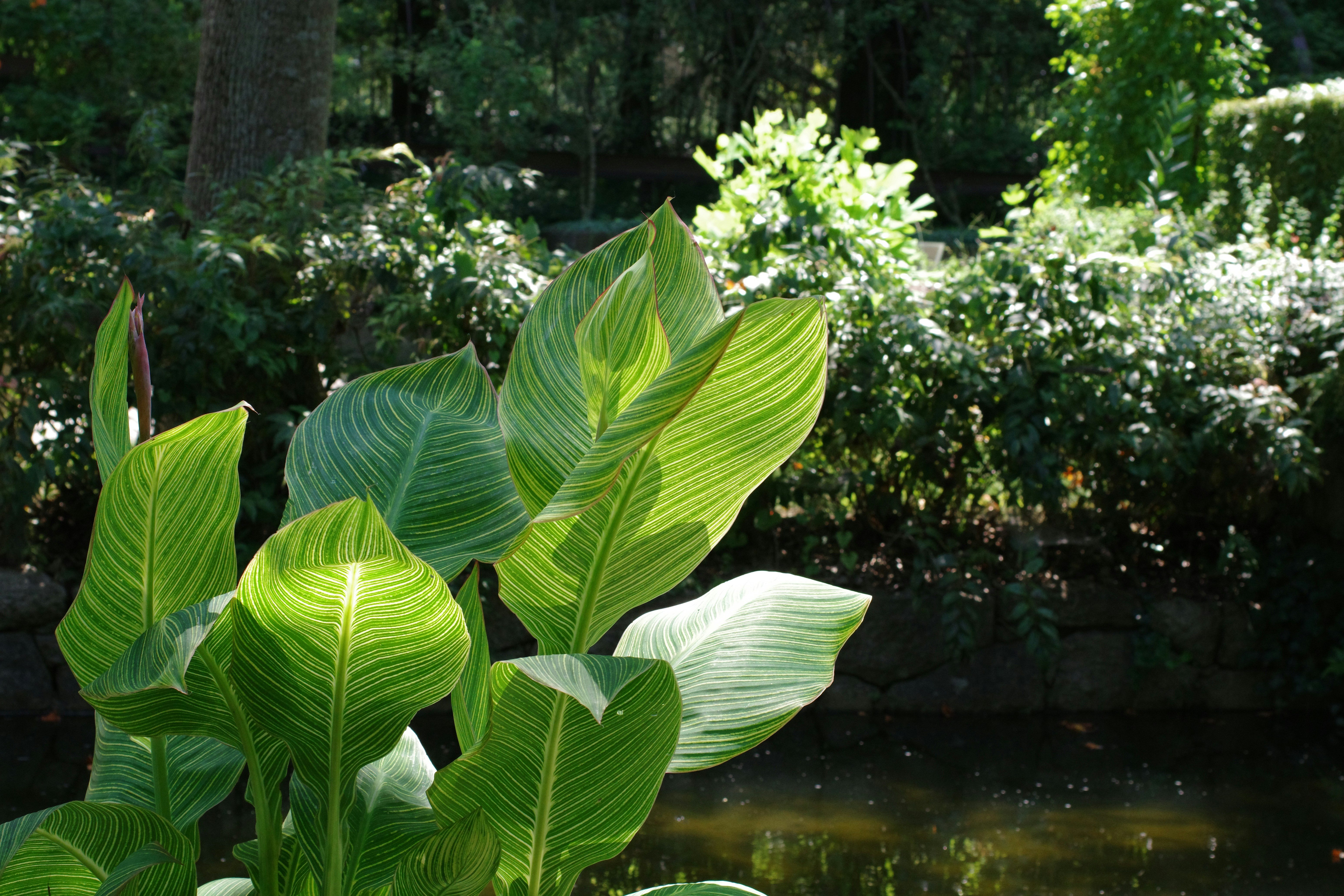 Beautiful green and flower garden、新緑と美しい花が織りなす絶景 A superb view of fresh greenery and beautiful flowers