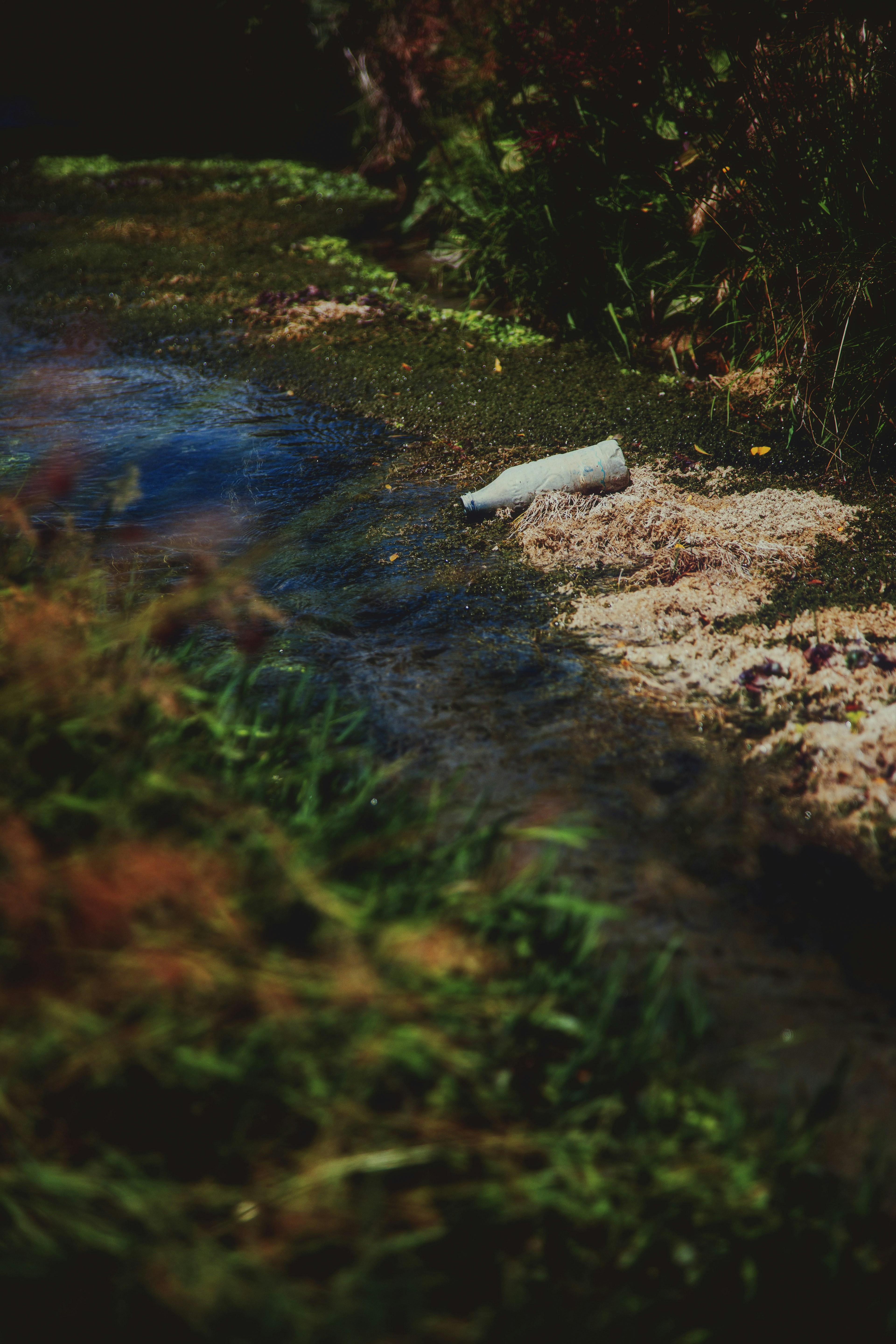 Discarded White Cup on Mossy Shore by Quiet Stream