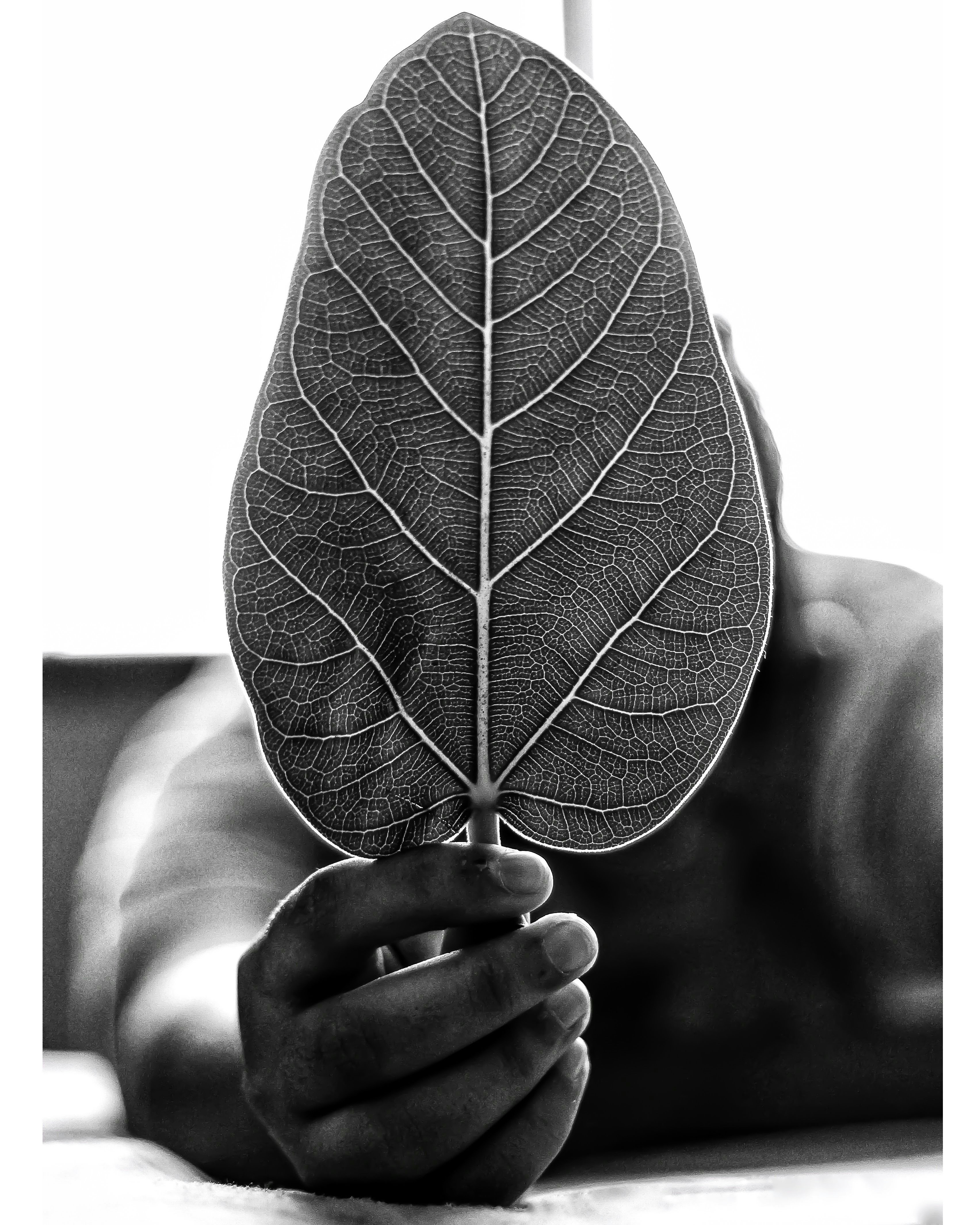 Centerline of Veins: A grayscale leaf held aloft by a gentle grasp
