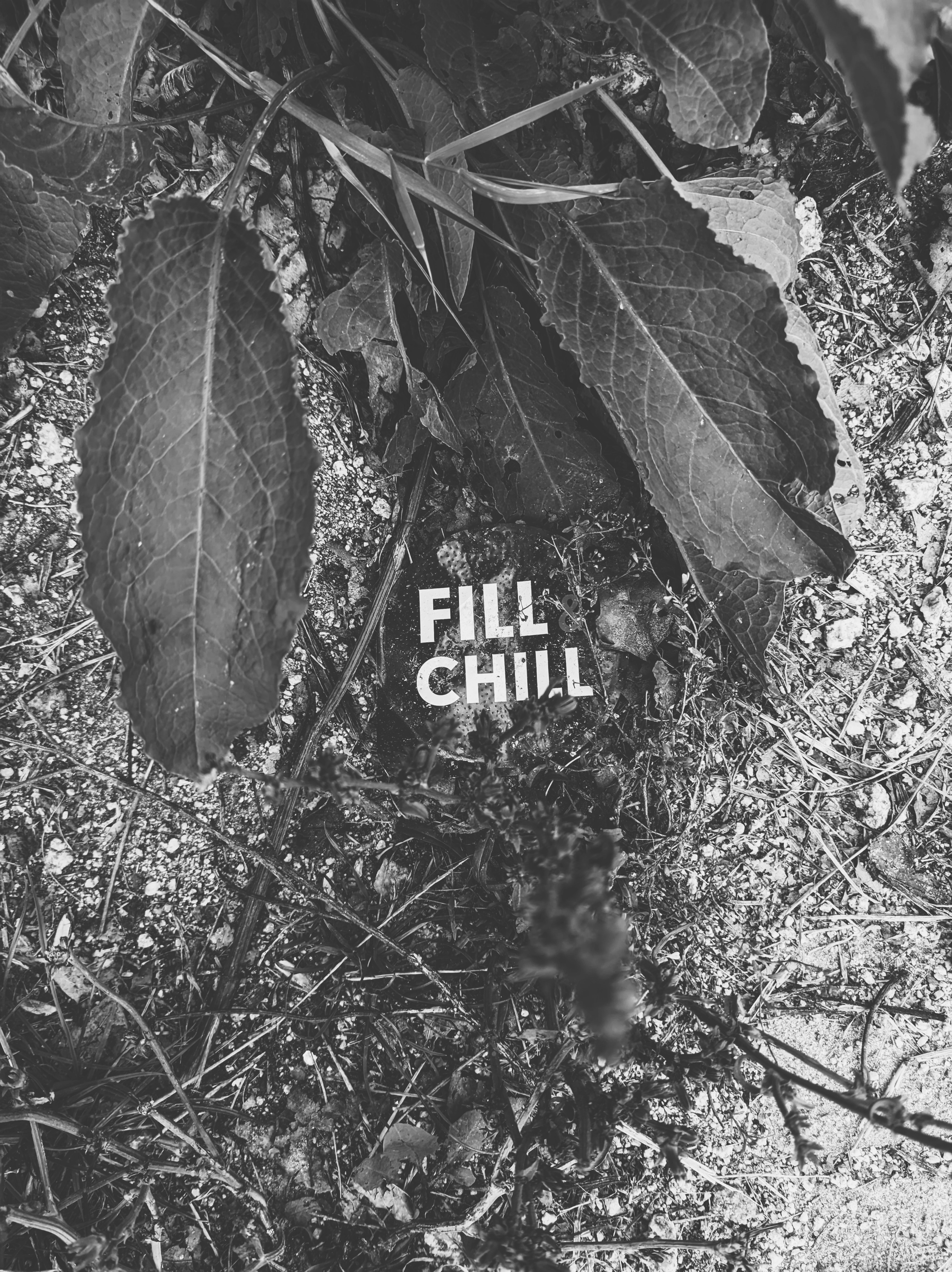 A black and white photo of a fallen leaf