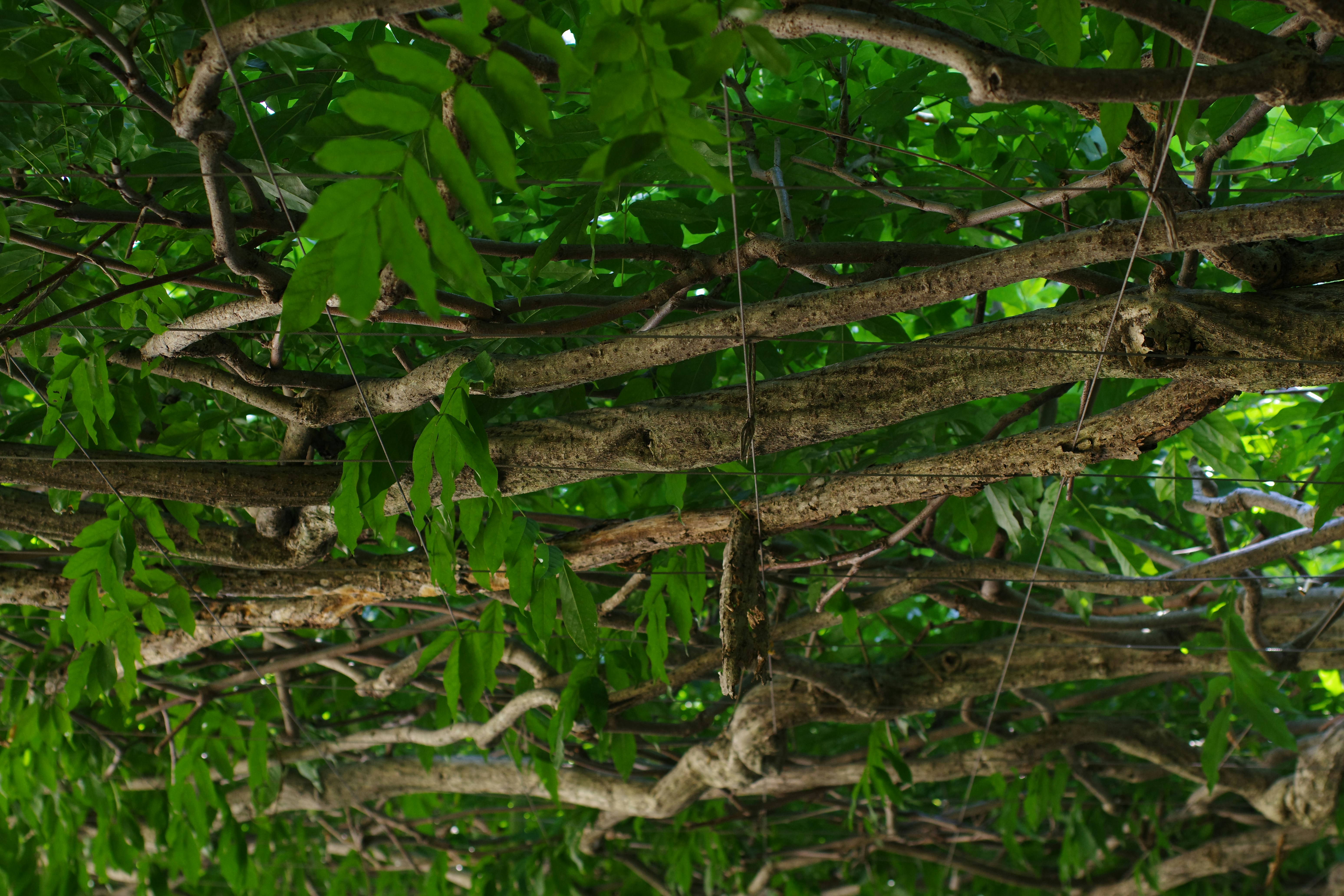 Beautiful green and flower garden、新緑と美しい花が織りなす絶景 A superb view of fresh greenery and beautiful flowers