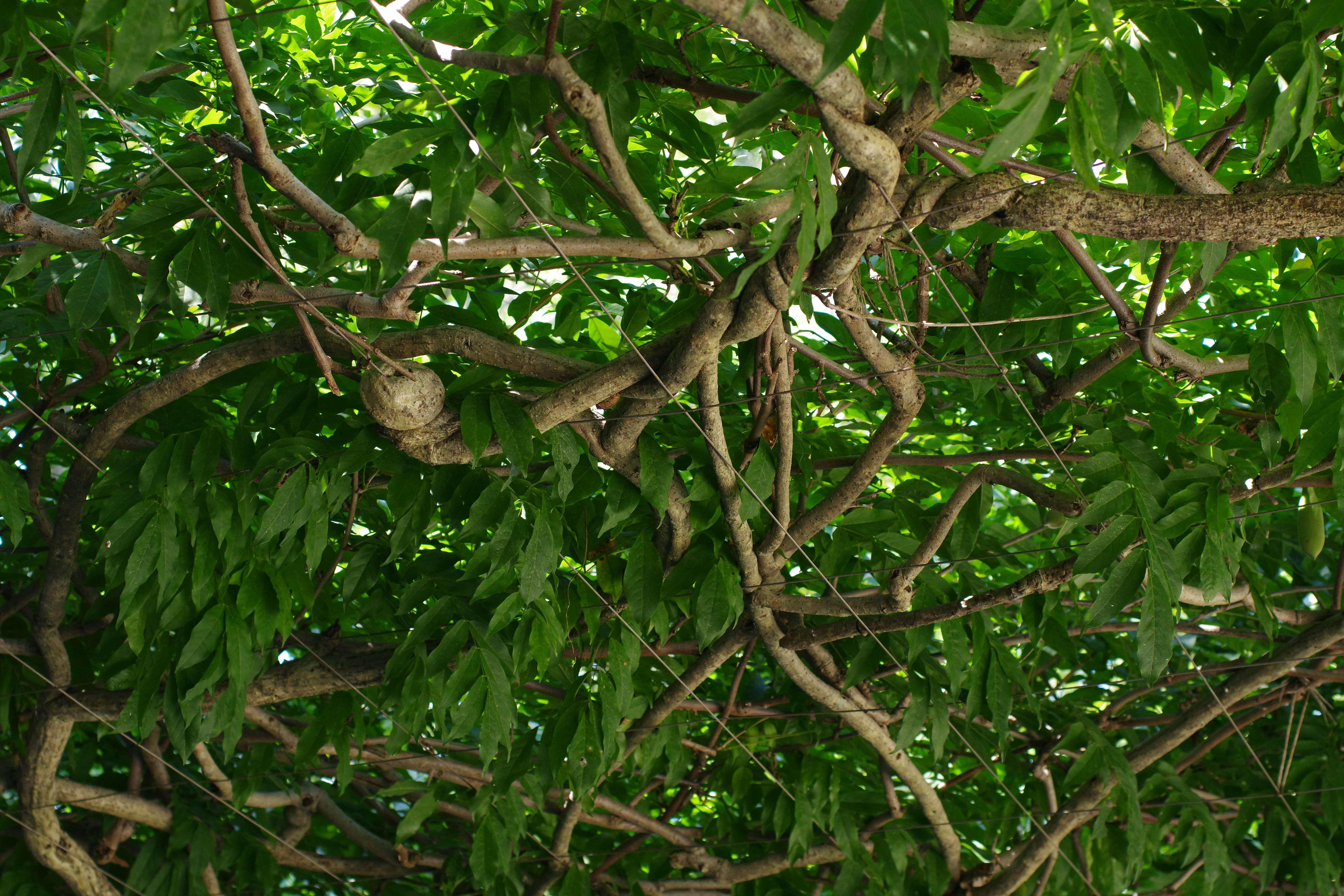 Woven Canopy: Sunlit Lattice of Leaves and Branches