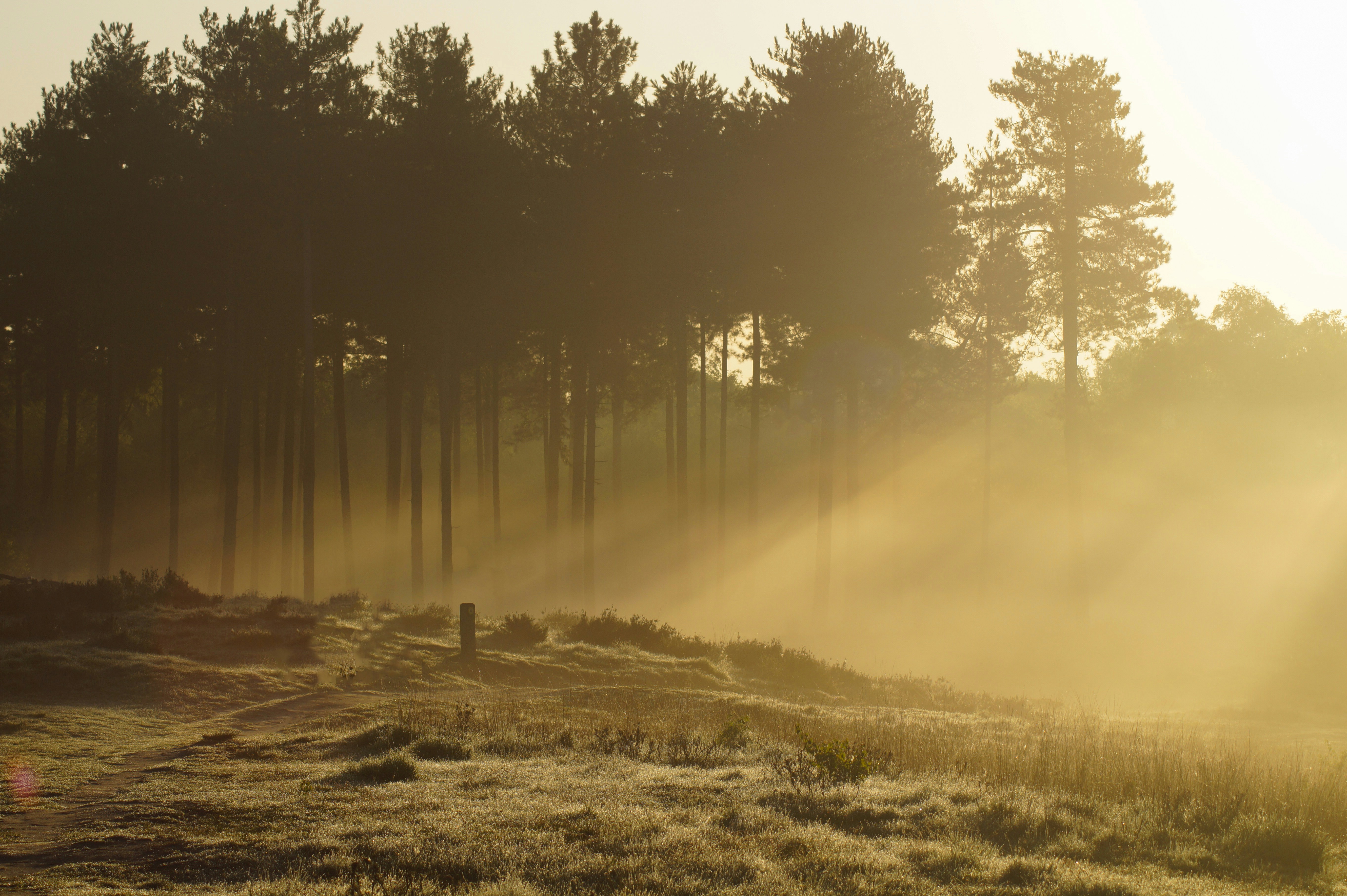 Dawn Beams Thread the Mist Across a Pine-Heath Horizon
