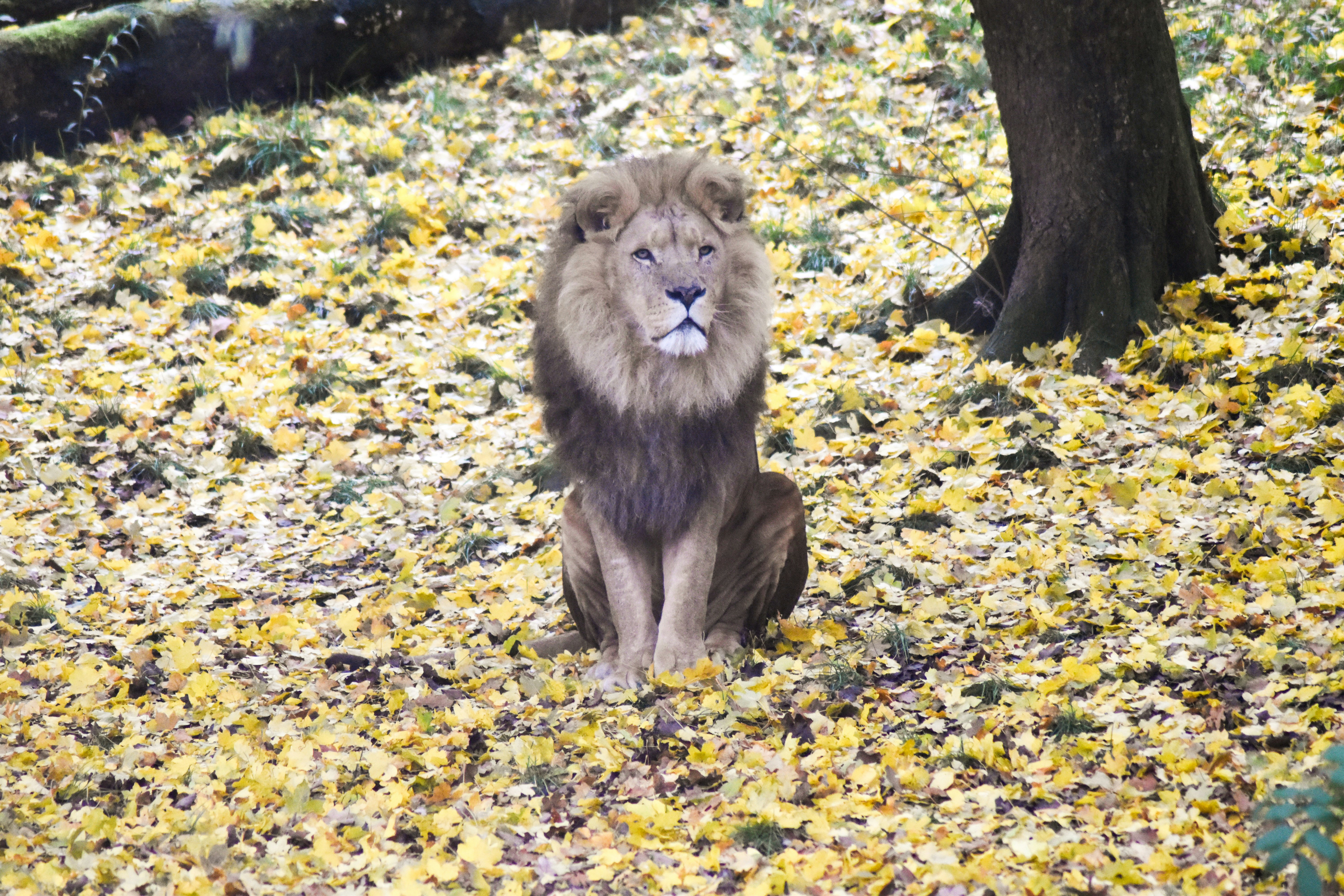 Autumn Solitude: A Lion Seated Amid Golden Leaves
