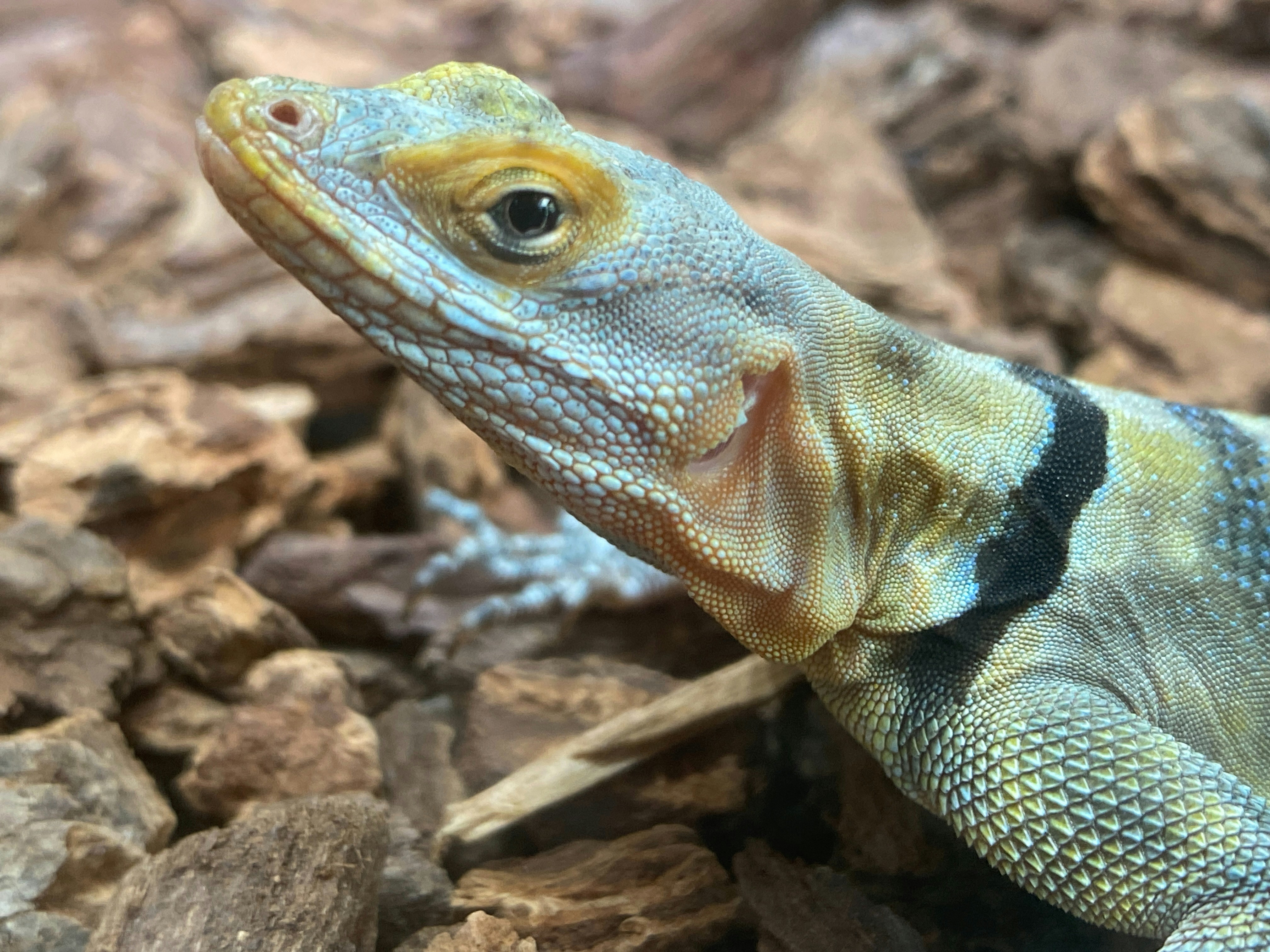 Iridescent Armor on Bark: Macro Portrait of a Multicolored Lizard