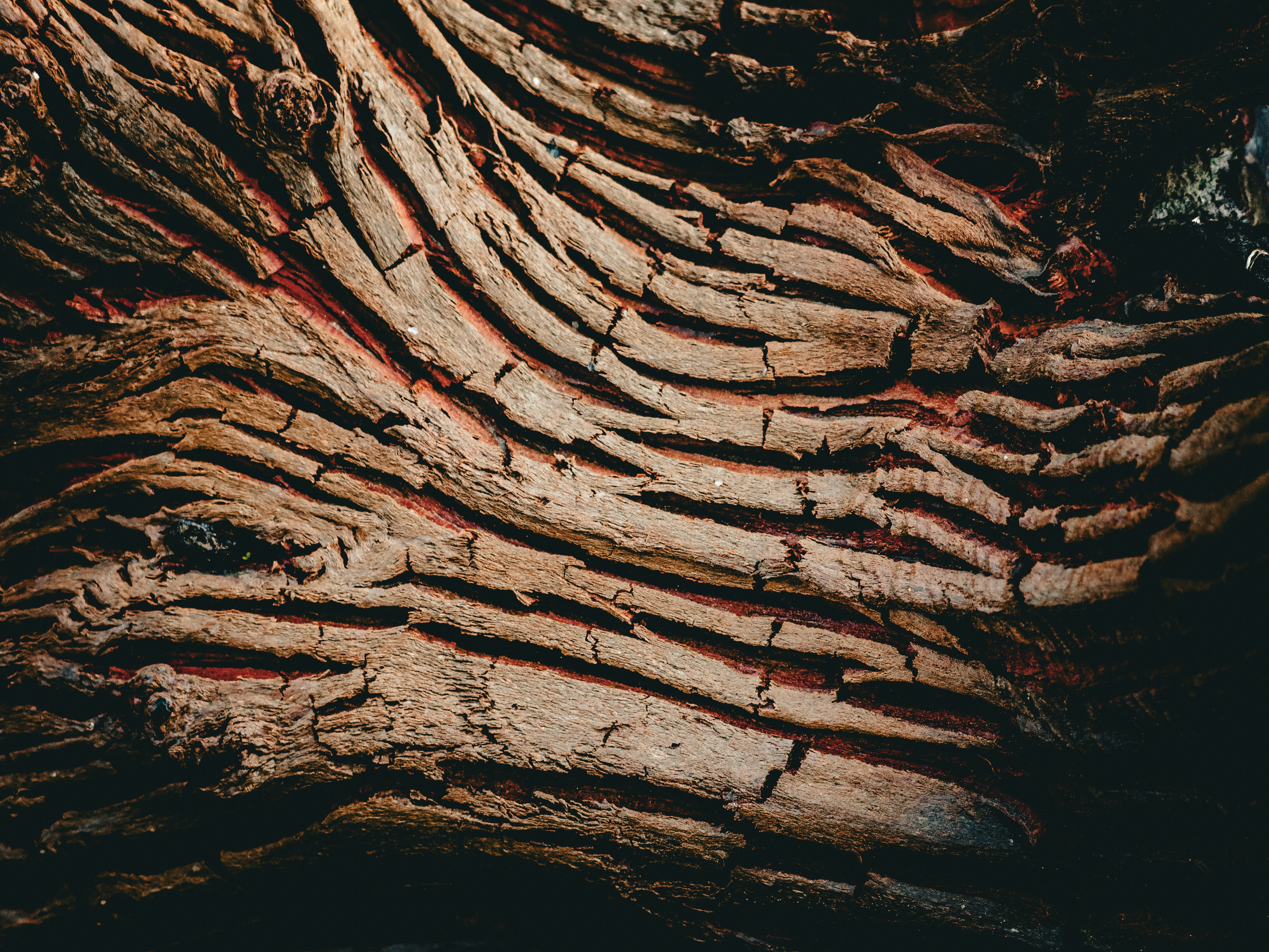 Strata of Weathered Bark: A Macro Portrait of Time's Ridges