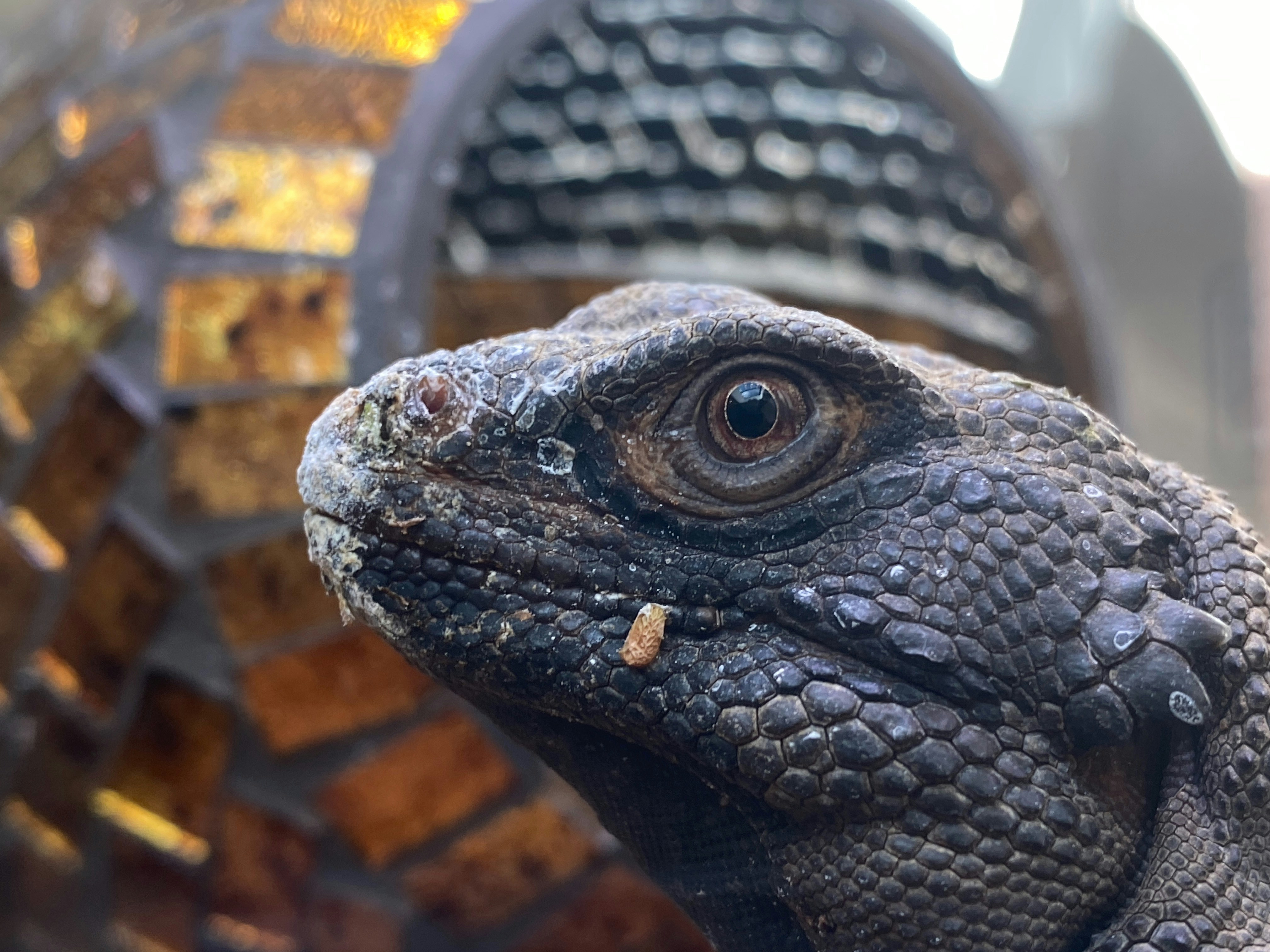 Close-up of a black scaly lizard with a gold mosaic background.