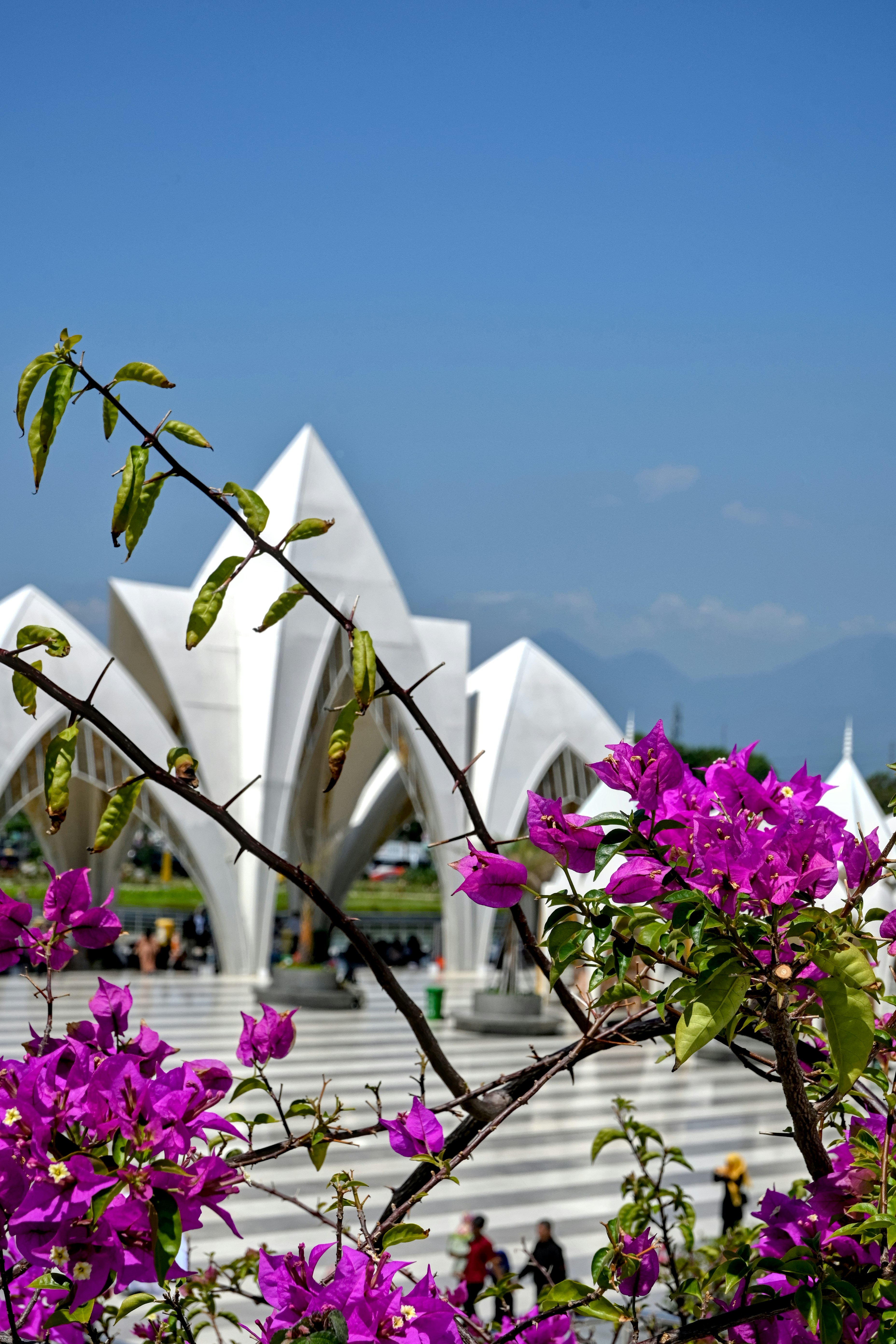 Pink Bougainvillea Framing a Futuristic Pavilion Under a Cerulean Sky