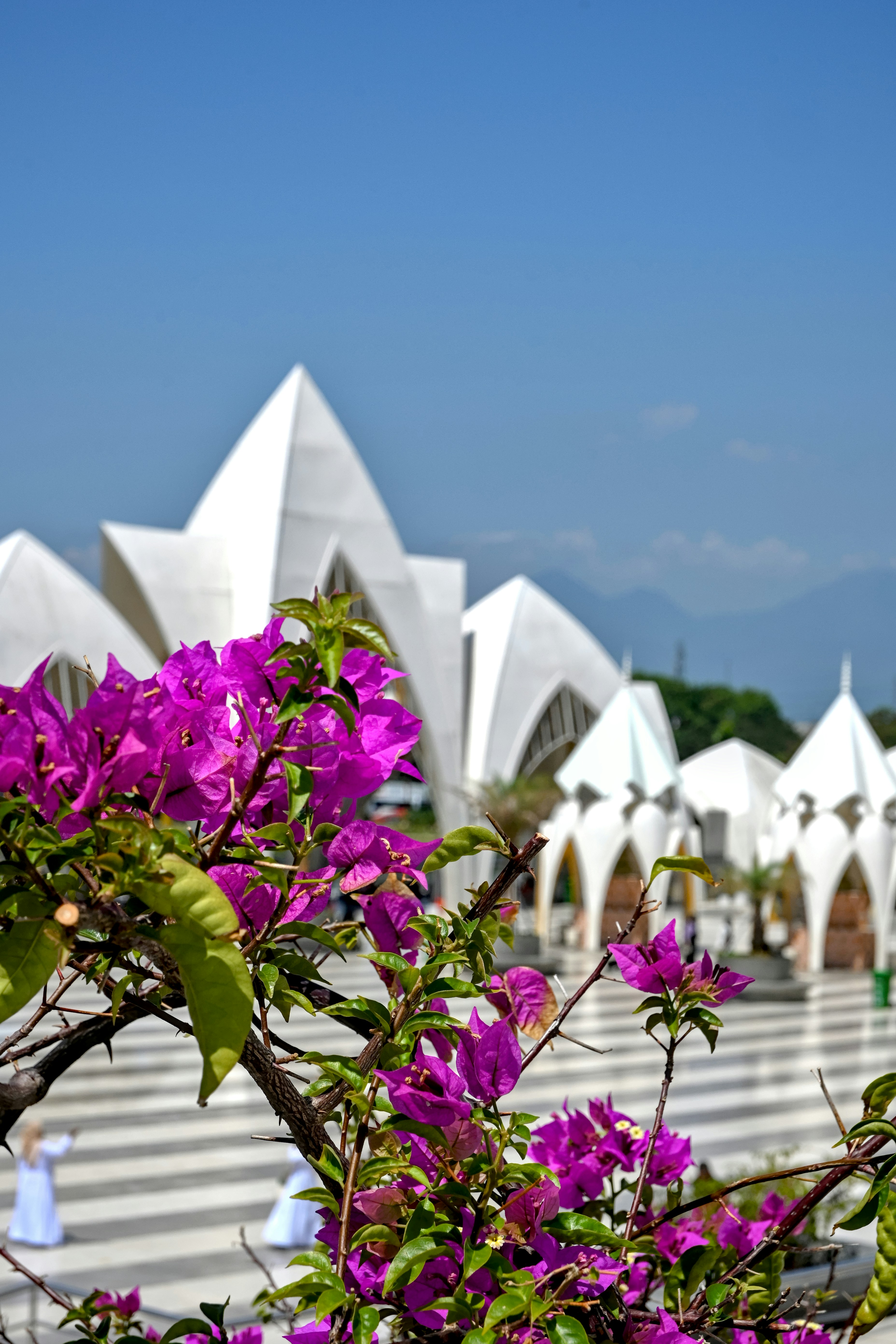 Magenta Bougainvillea Framing Modern White Arches