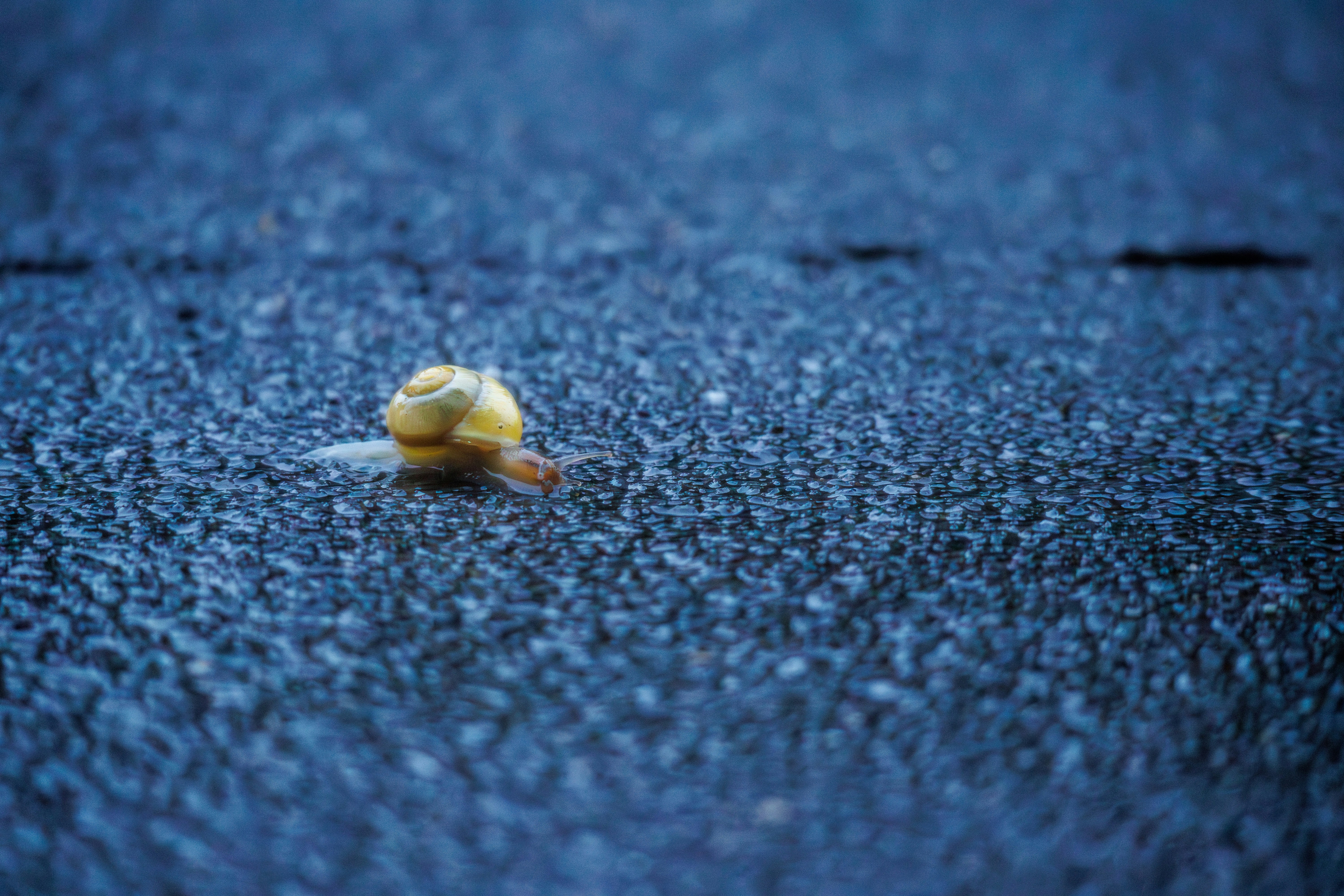 A small yellow object sitting on the side of a road photo – Free Insect ...