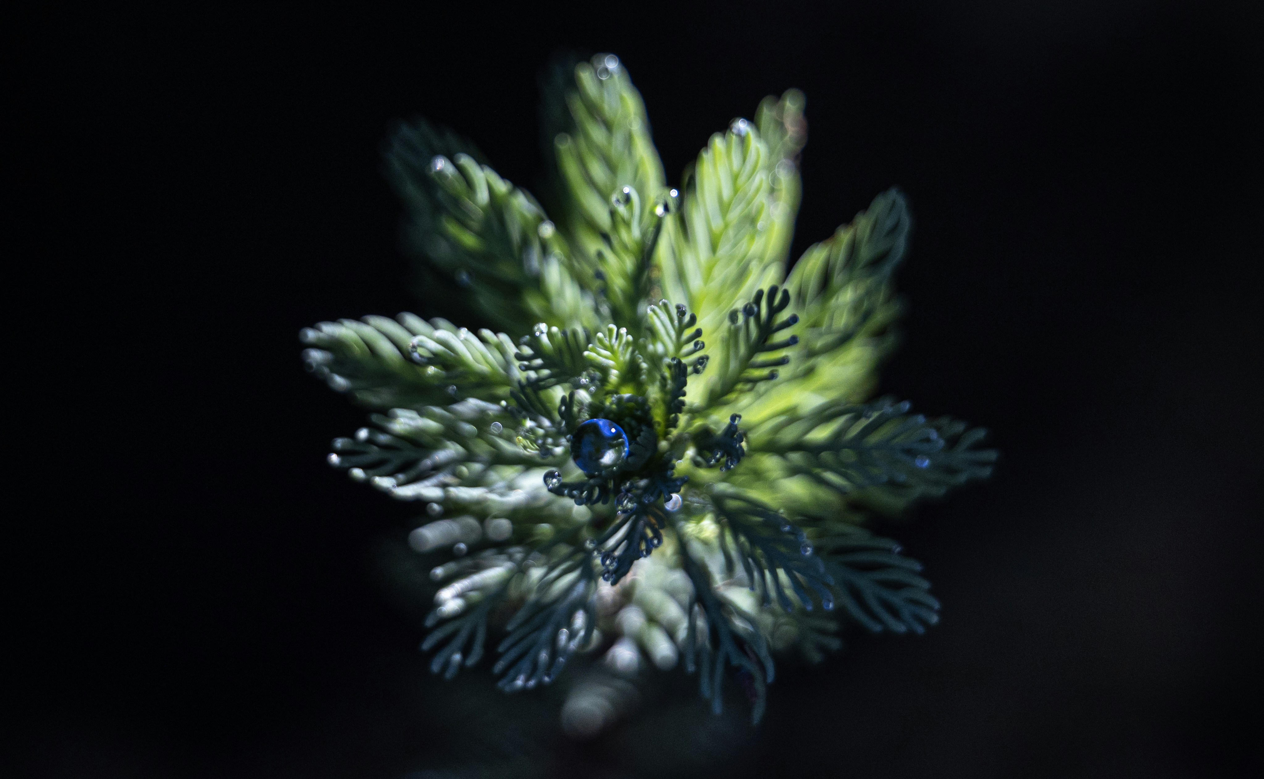 Dew-kissed Spruce Needle Macro Under Velvet Darkness