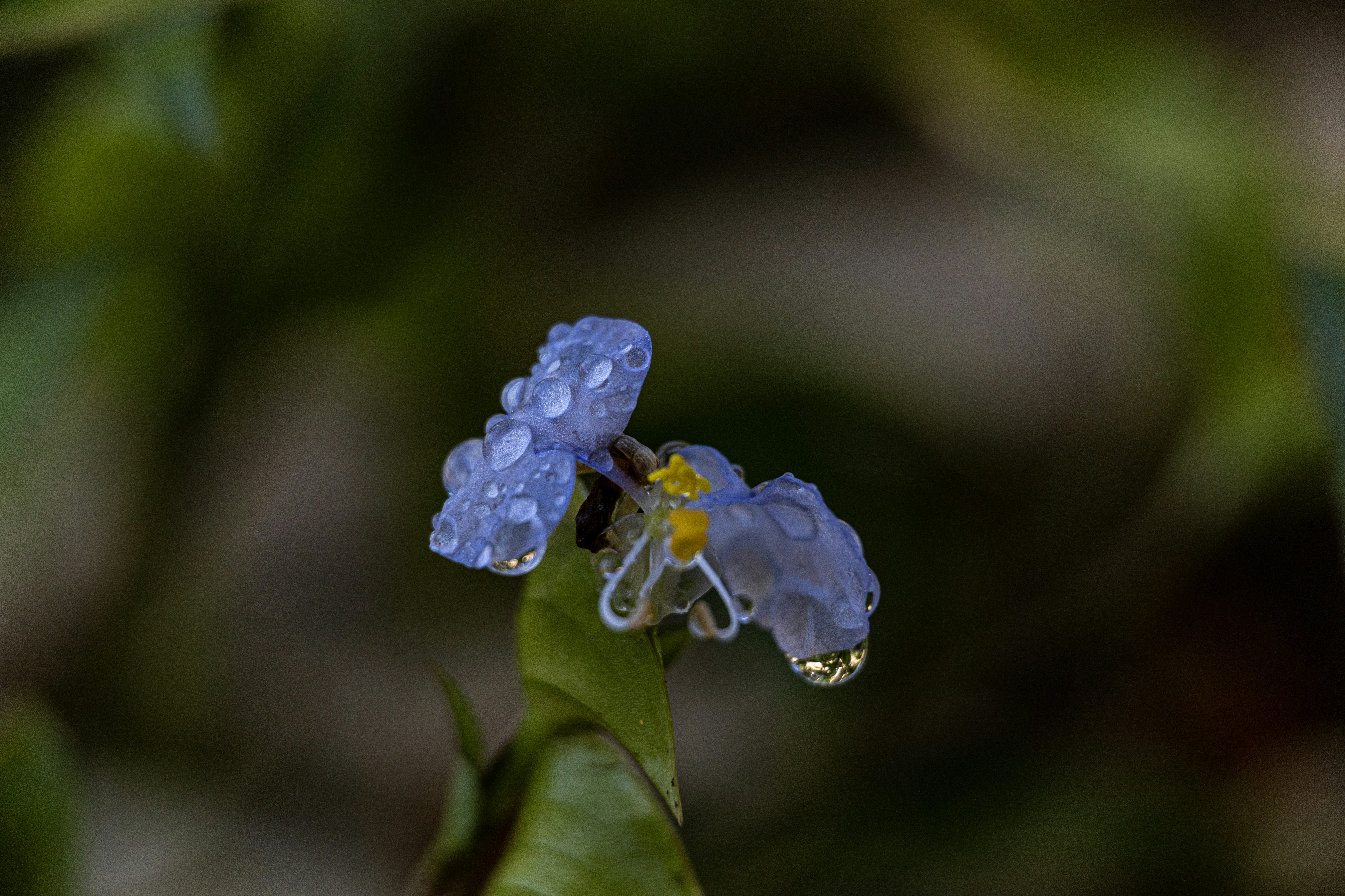 Dew-kissed Blue Bloom in Soft Focus