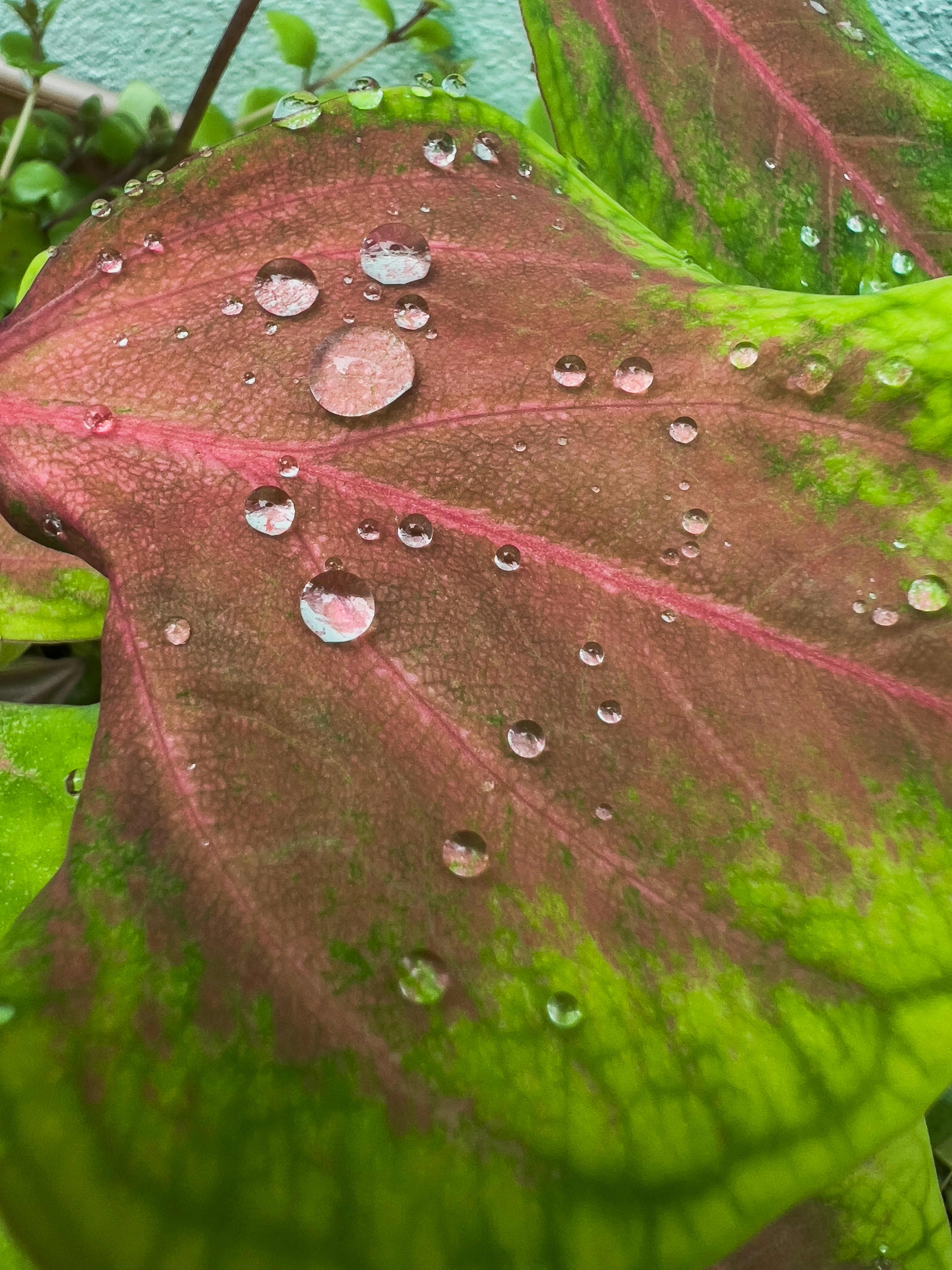 Dew-Glazed Veins: A Close-Up of a Leaf's Pink-Green Texture