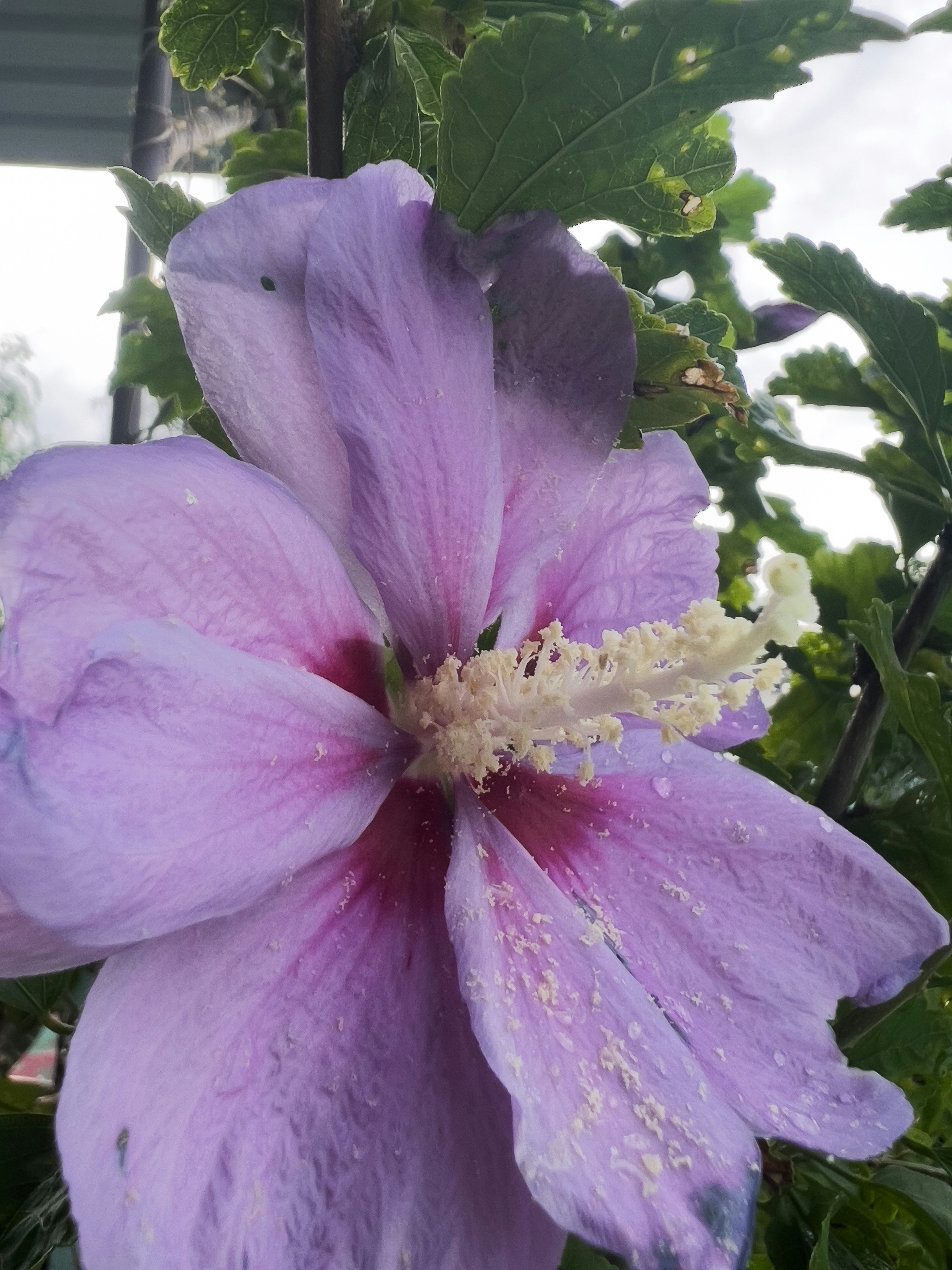 Close-Up Lavender Hibiscus: Velvet Petals and Creamy Stamen