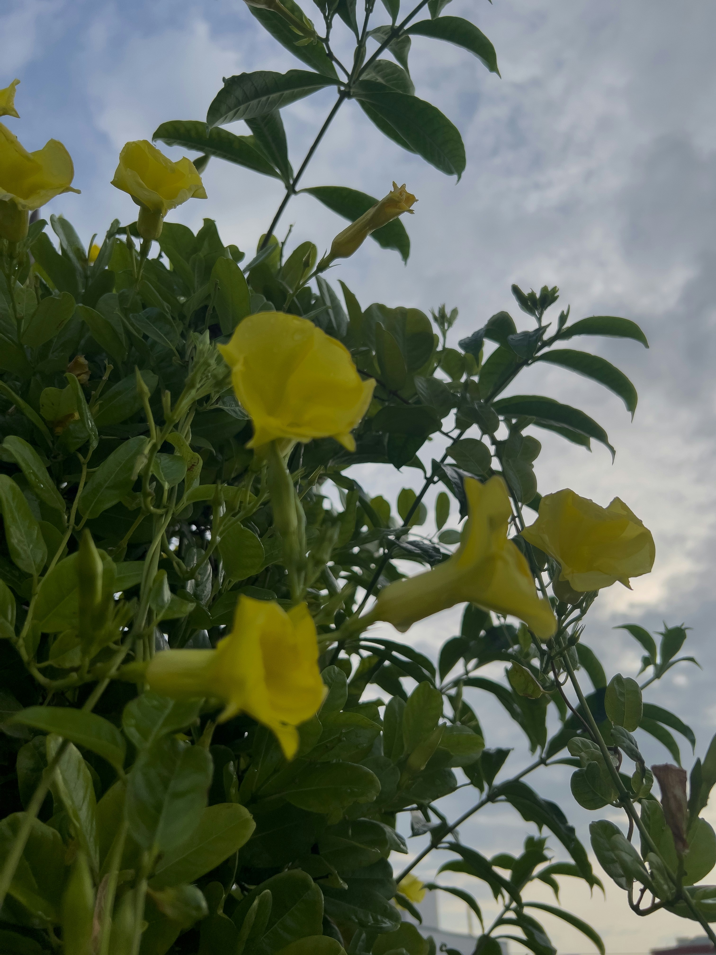Sunlit Yellow Trumpet Blooms Among Dense Green Vines