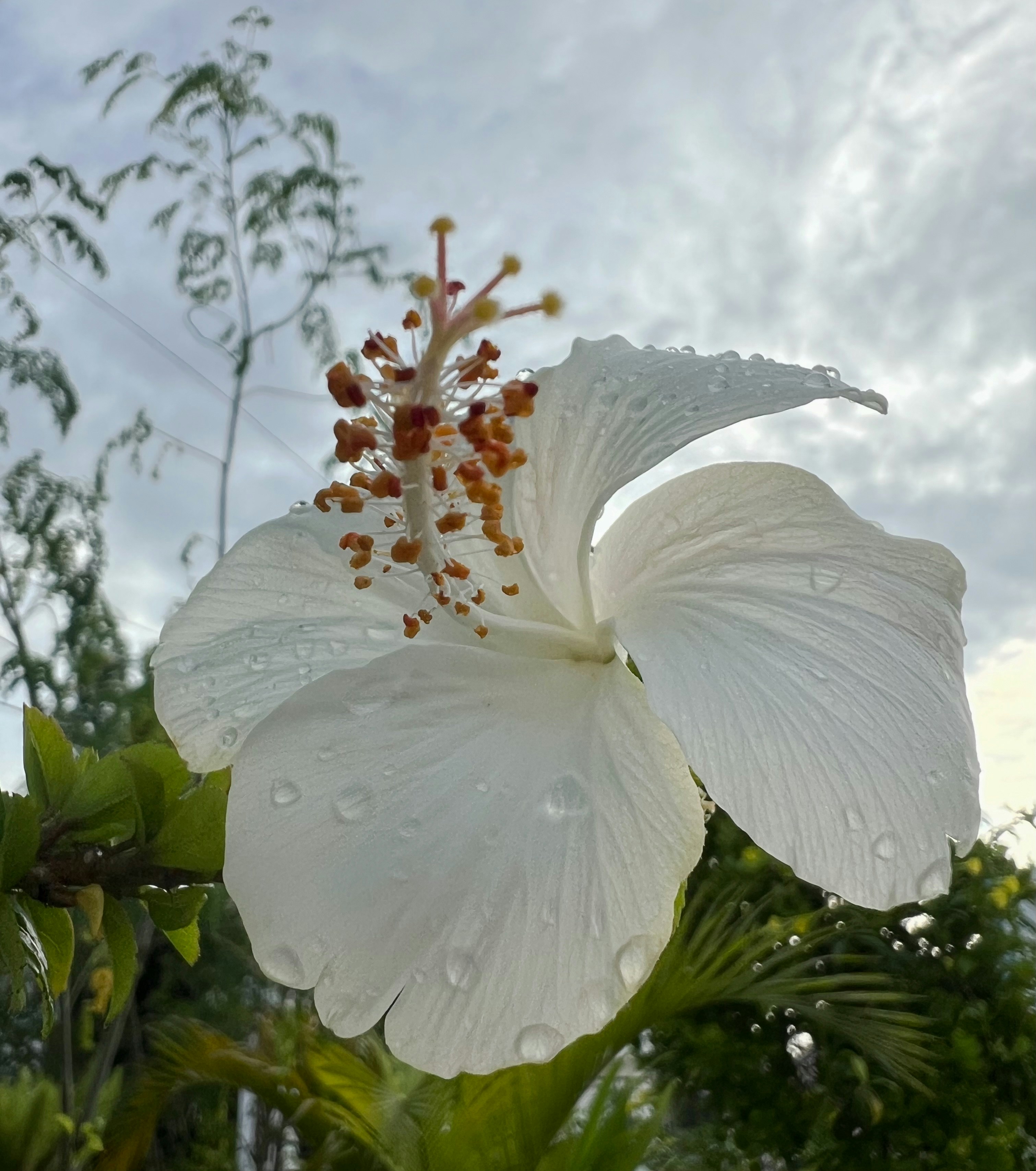 Stamen in Focus: A Dew-Kissed Hibiscus Reaches Toward the Sky