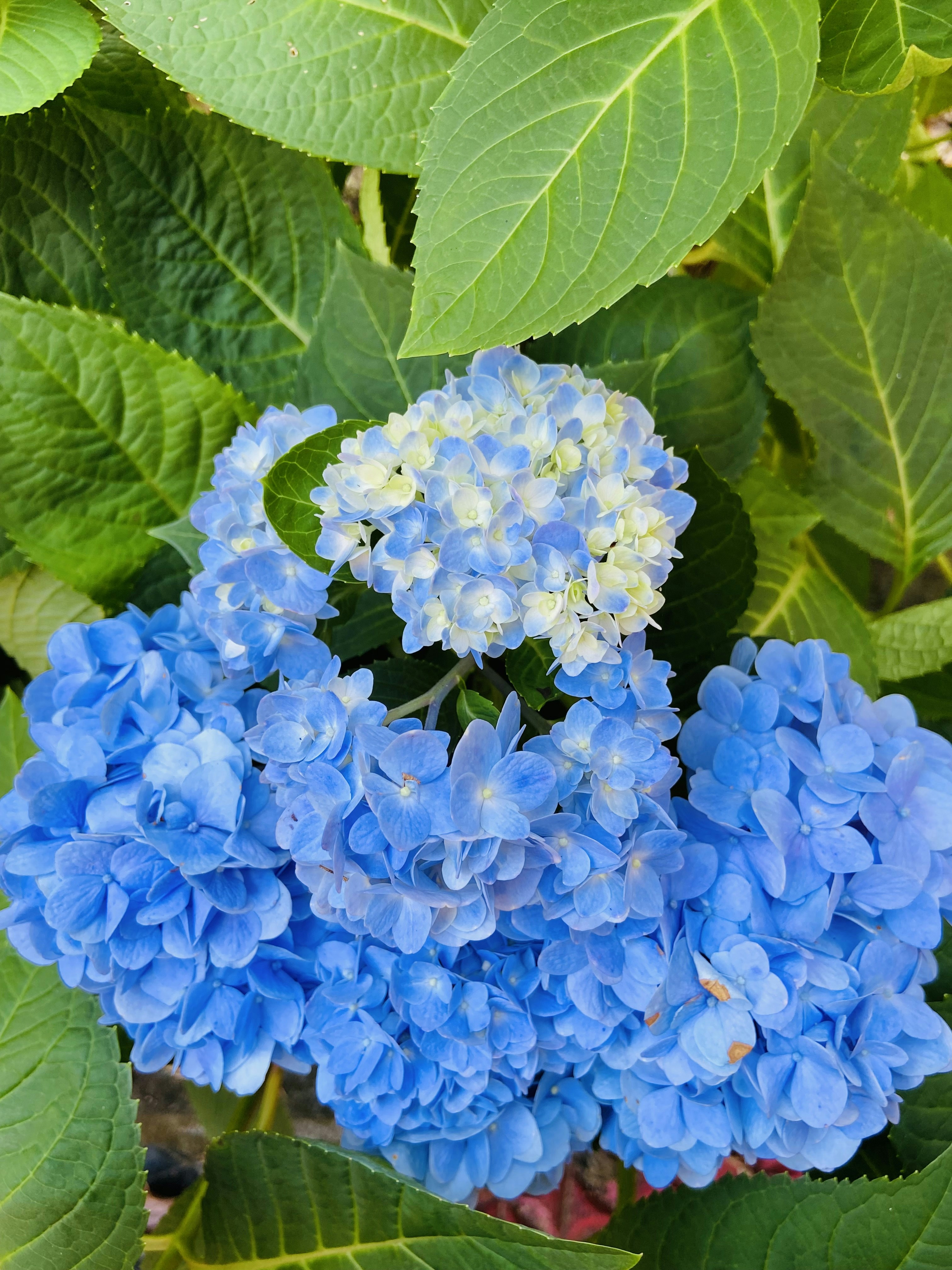 Azure Hydrangea Clusters Framed by Verdant Leaves