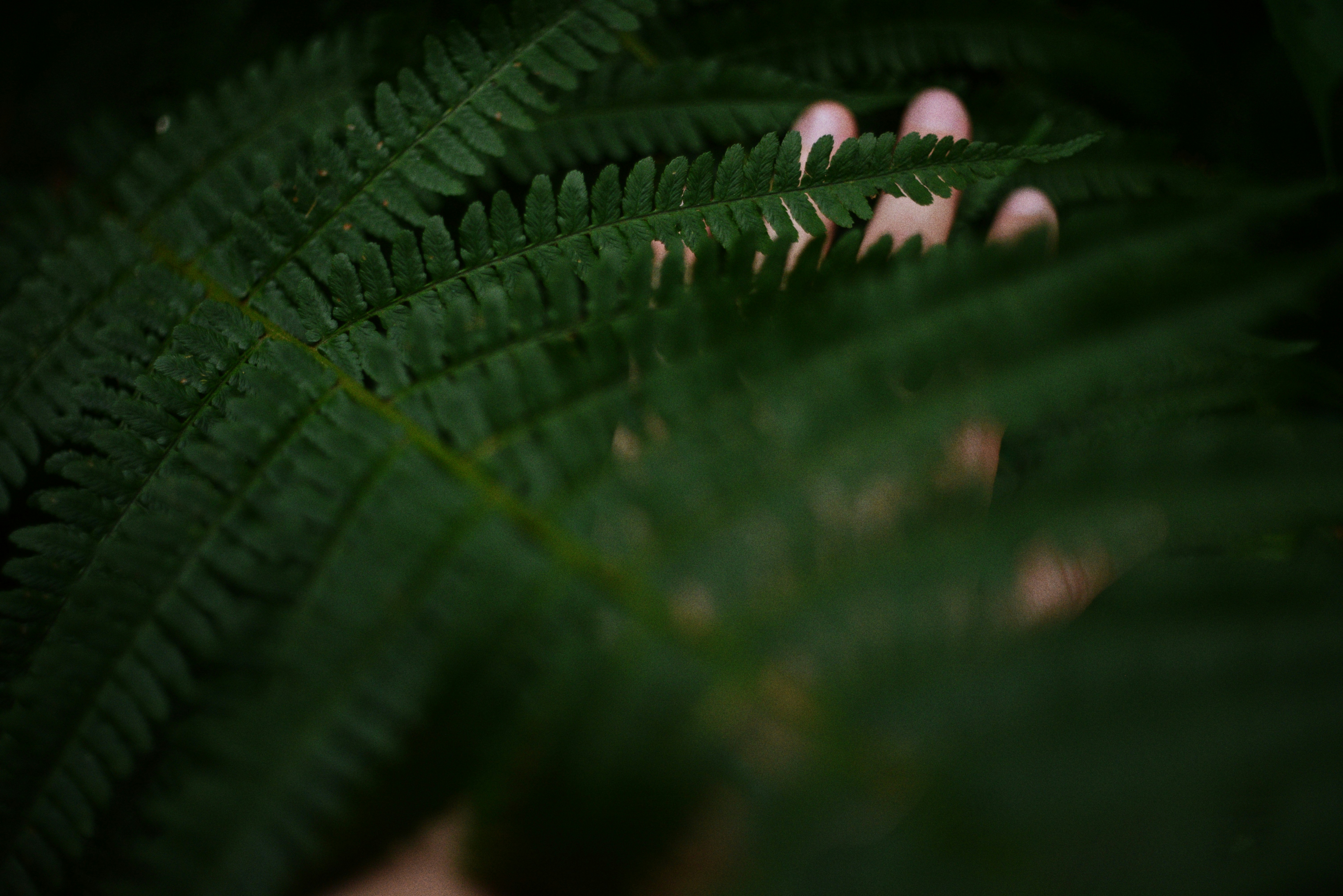 A Hidden Hand Emerges Through Fern Fronds