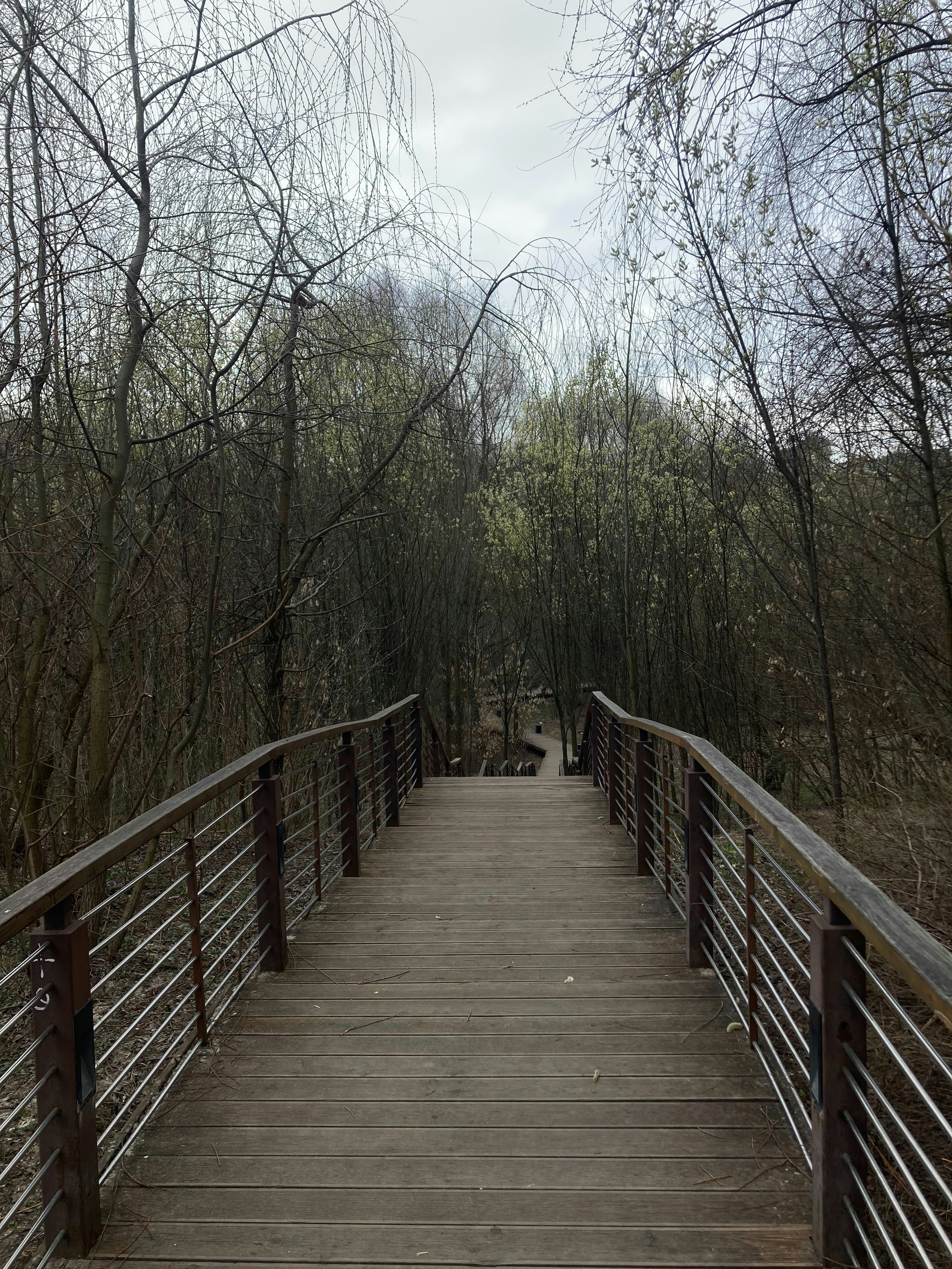 Leading Lines: Wooden Bridge Vanishing into a Sparse Spring Forest