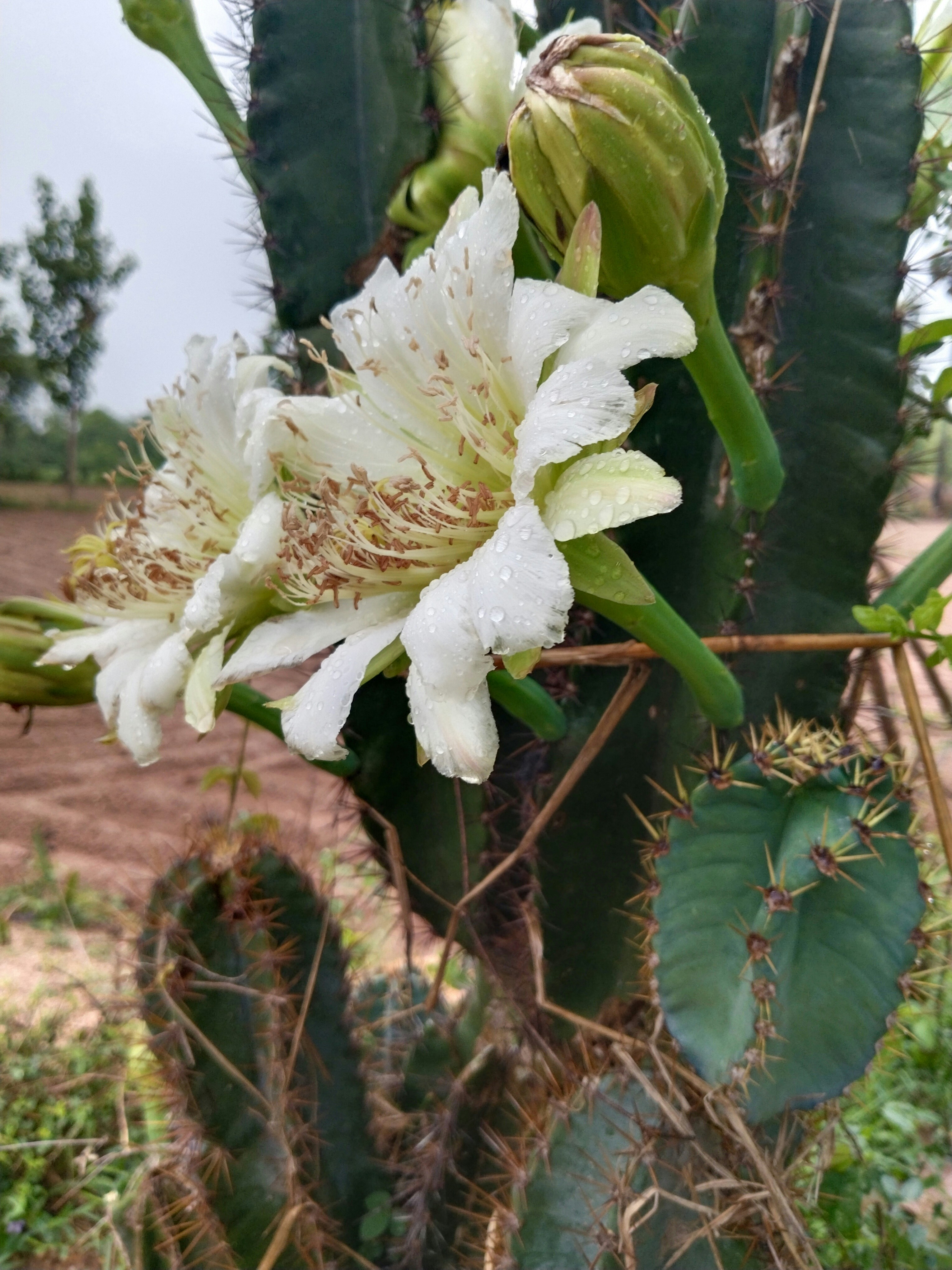 Photo by Udaya Bhaskar Mahadevu with Vivo T1 5G
