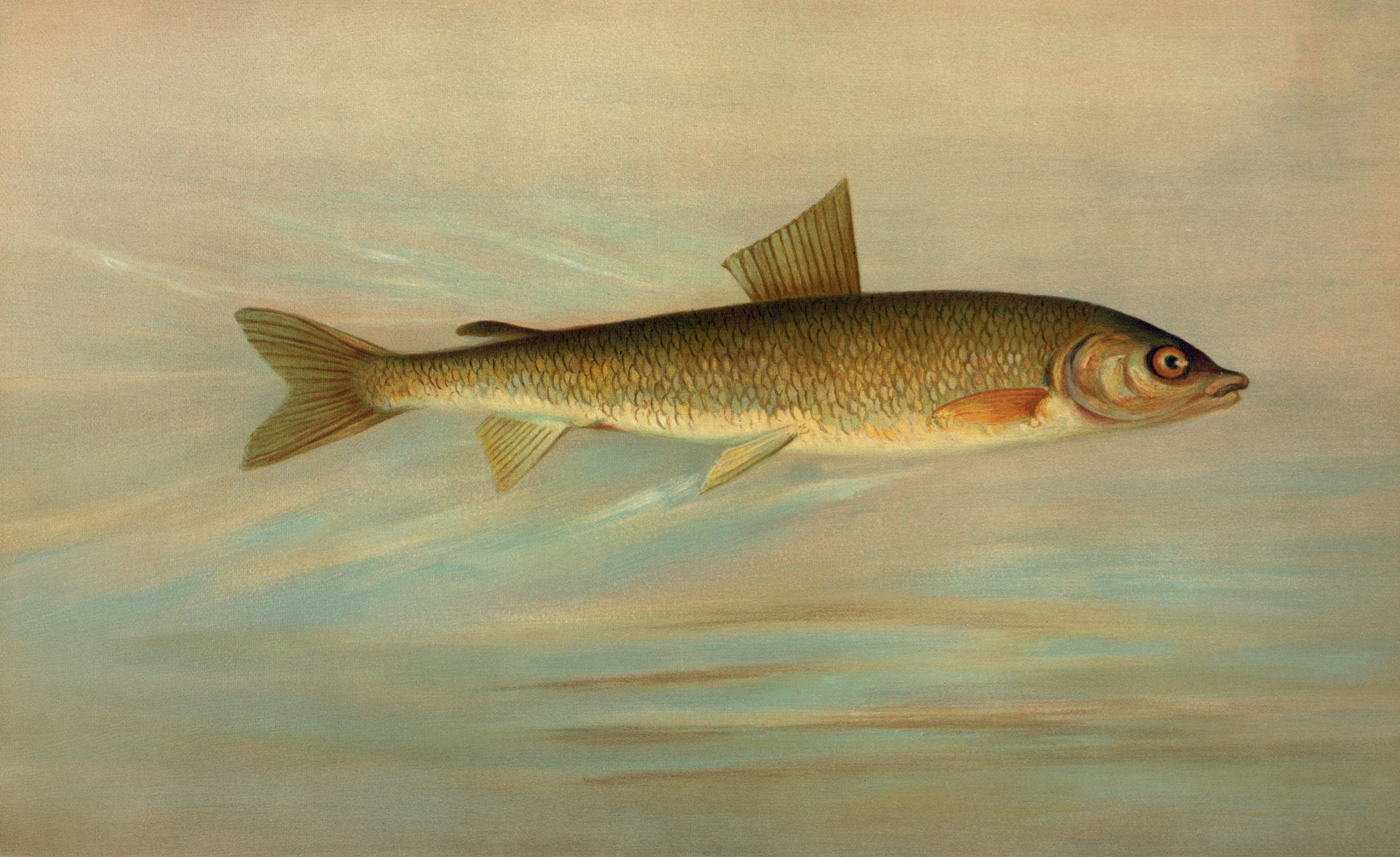 White Fish Pictures | Download Free Images on Unsplash