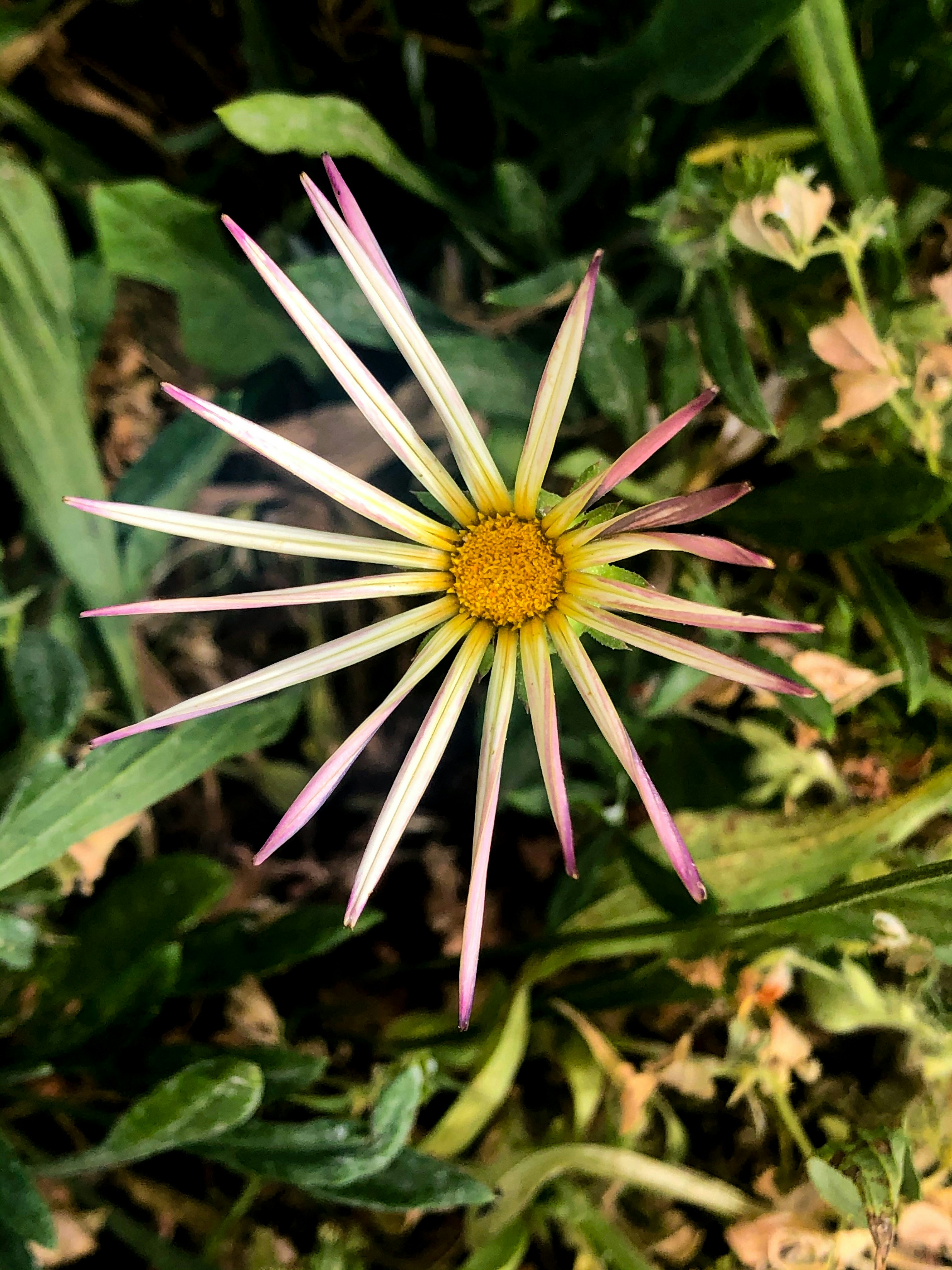 Pink-Tipped Starburst Daisy in a Verdant Frame