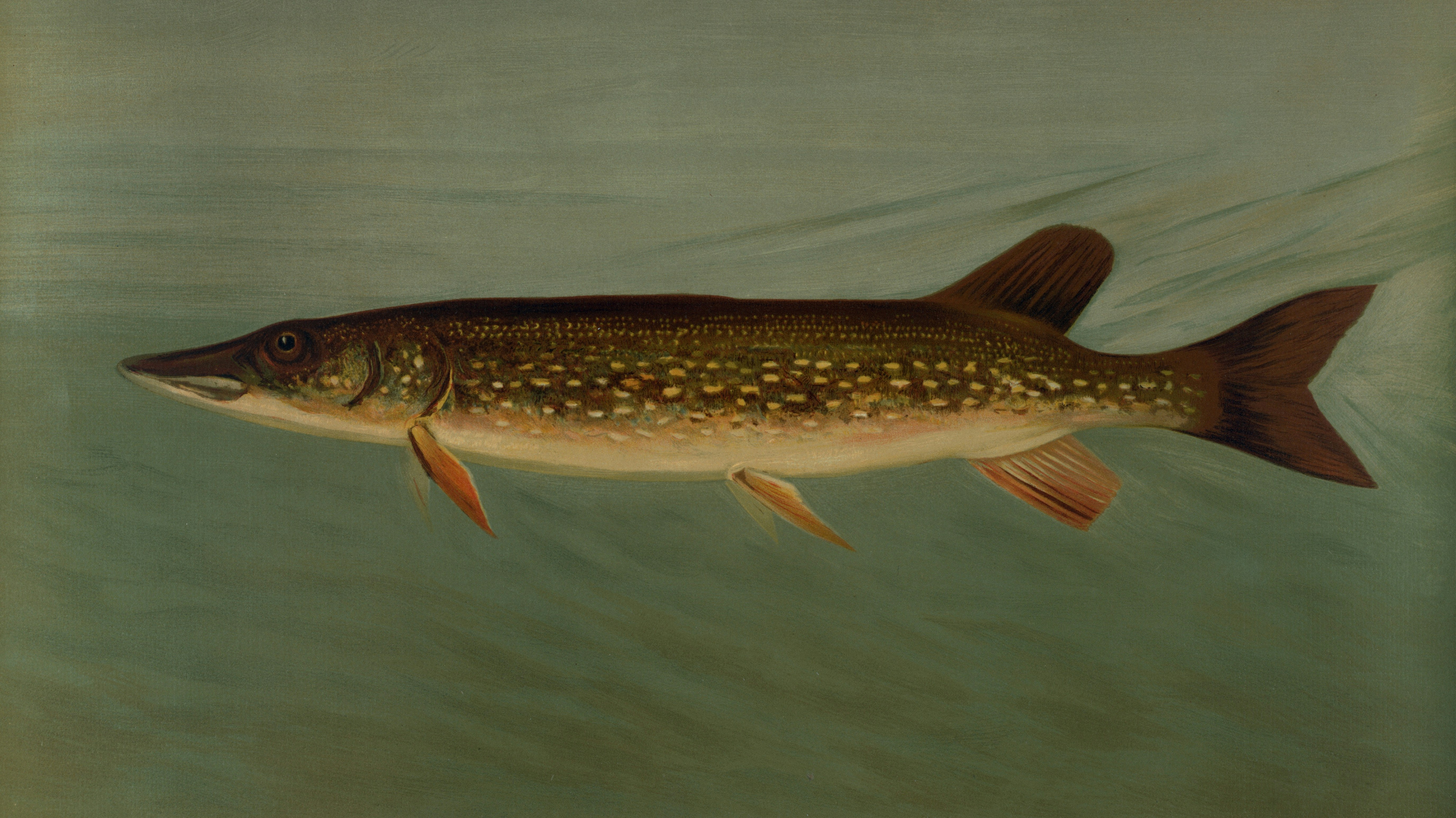 Biology Taxonomy and Classification Quiz