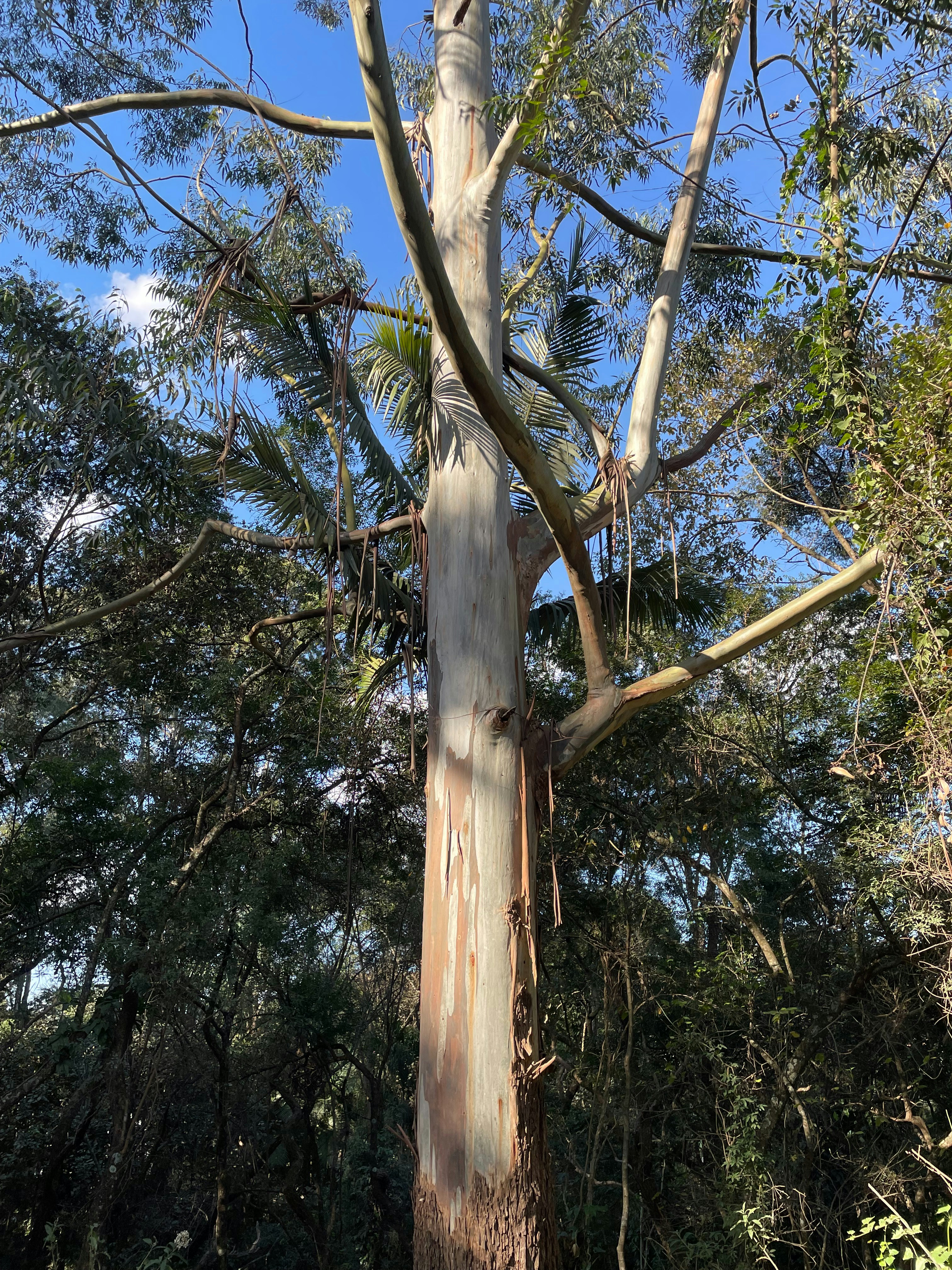 Peeling Bark Reaches for the Sky: A Sunlit Tree in a Quiet Forest