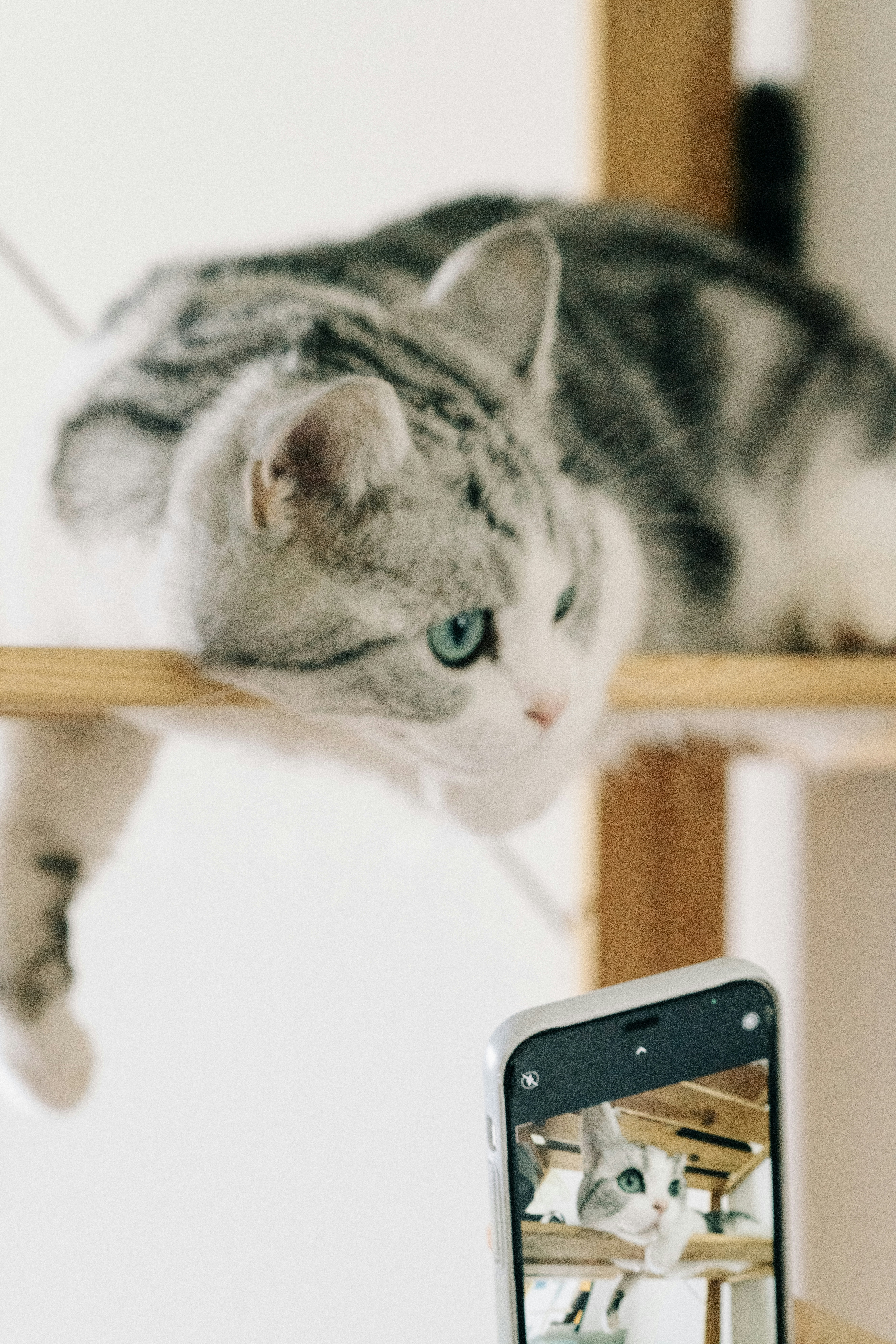 Whiskers on a Shelf: The Cat and the Selfie Frame