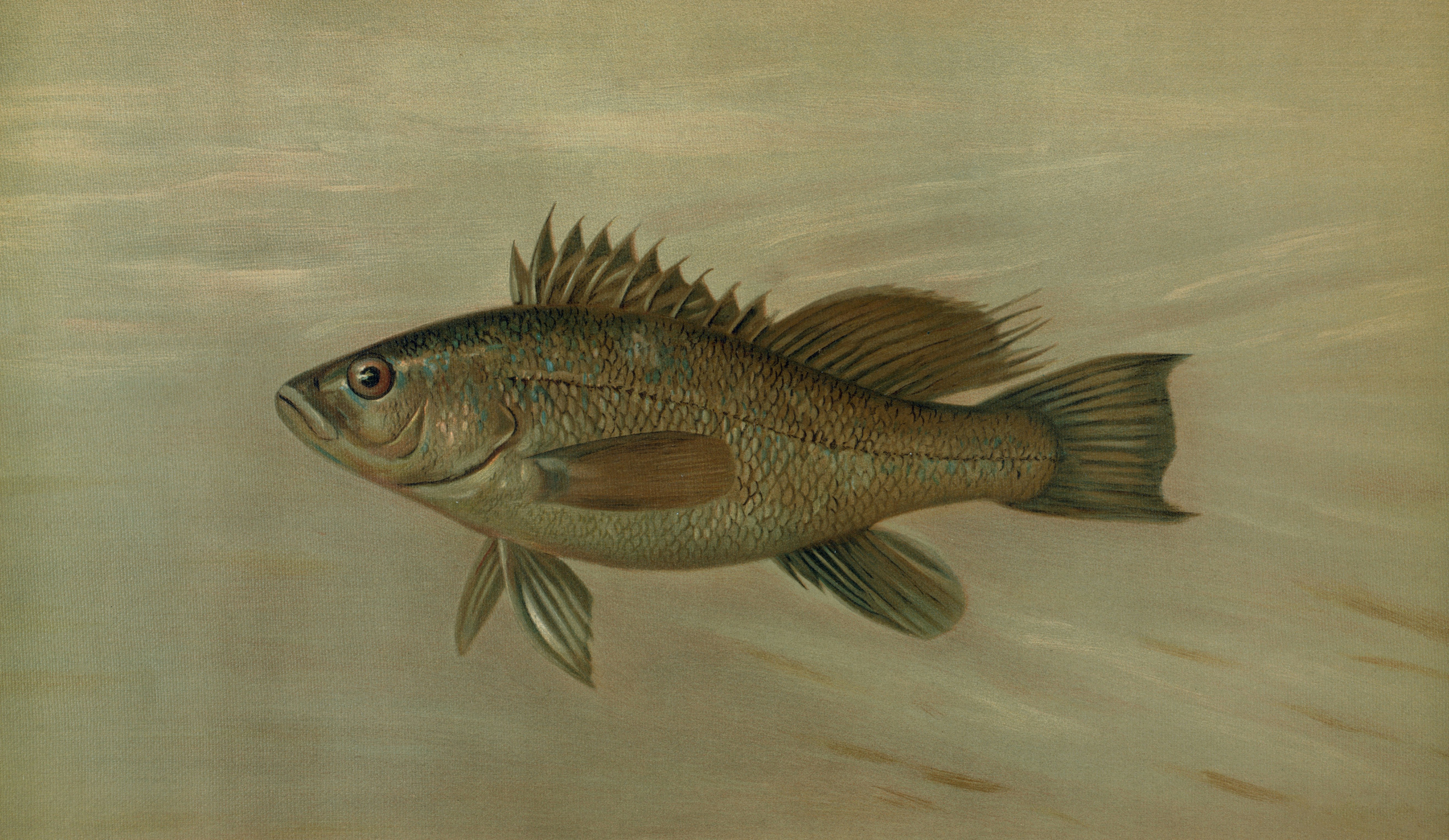 Palfish Background Pictures | Download Free Images on Unsplash