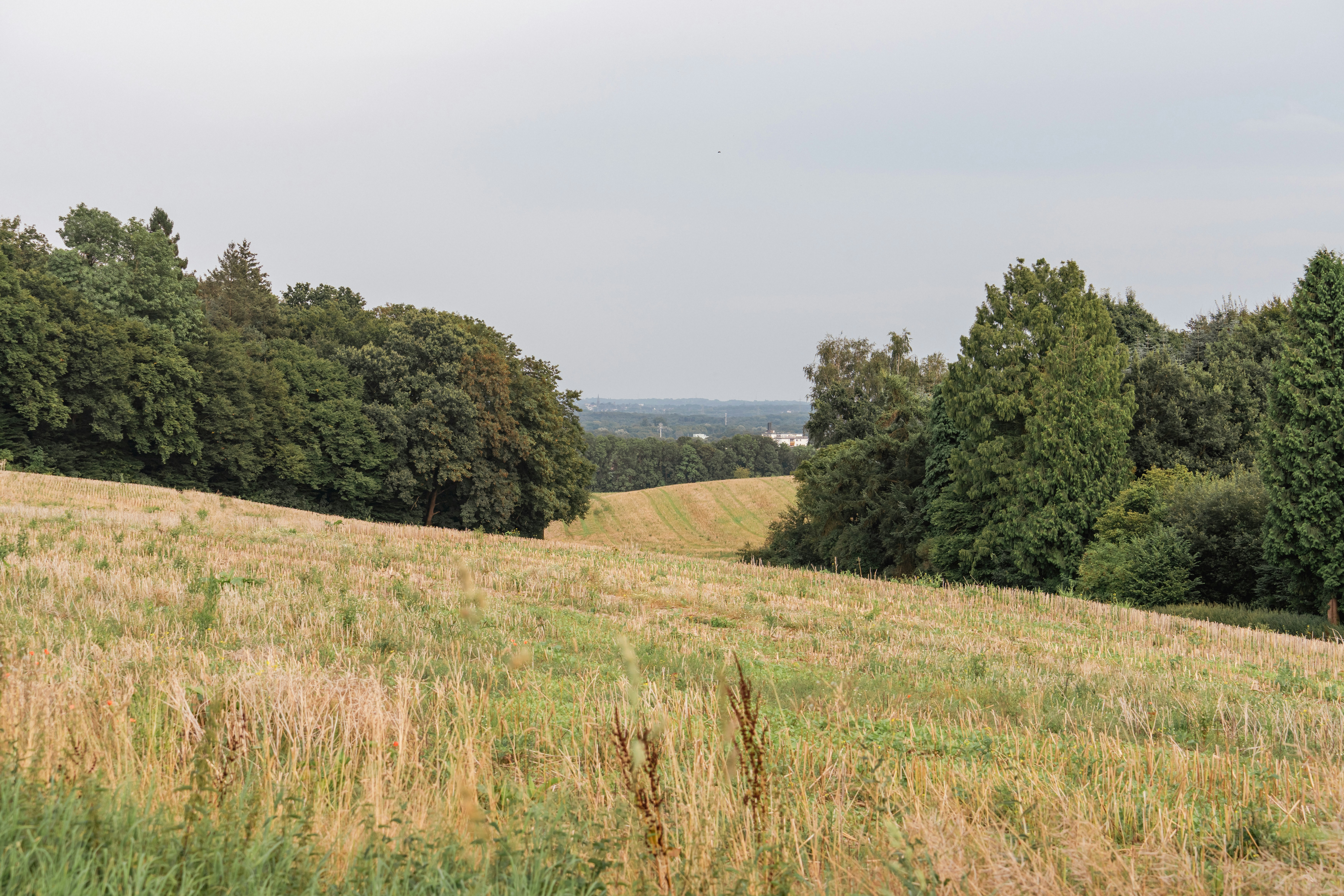 A grassy field with trees in the background photo – Free Farm Image on ...