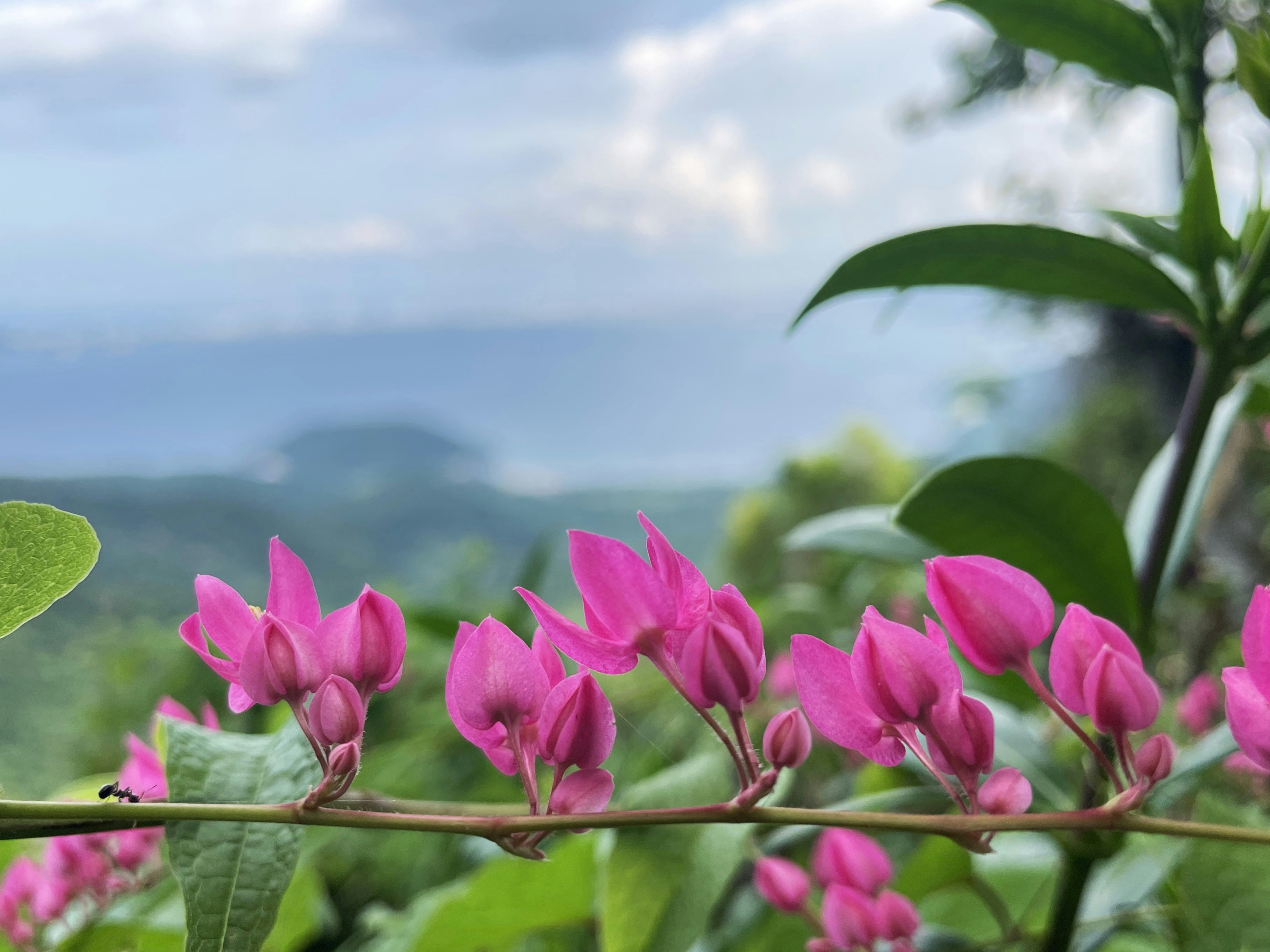 Pink tendrils of bloom cross a hillside horizon