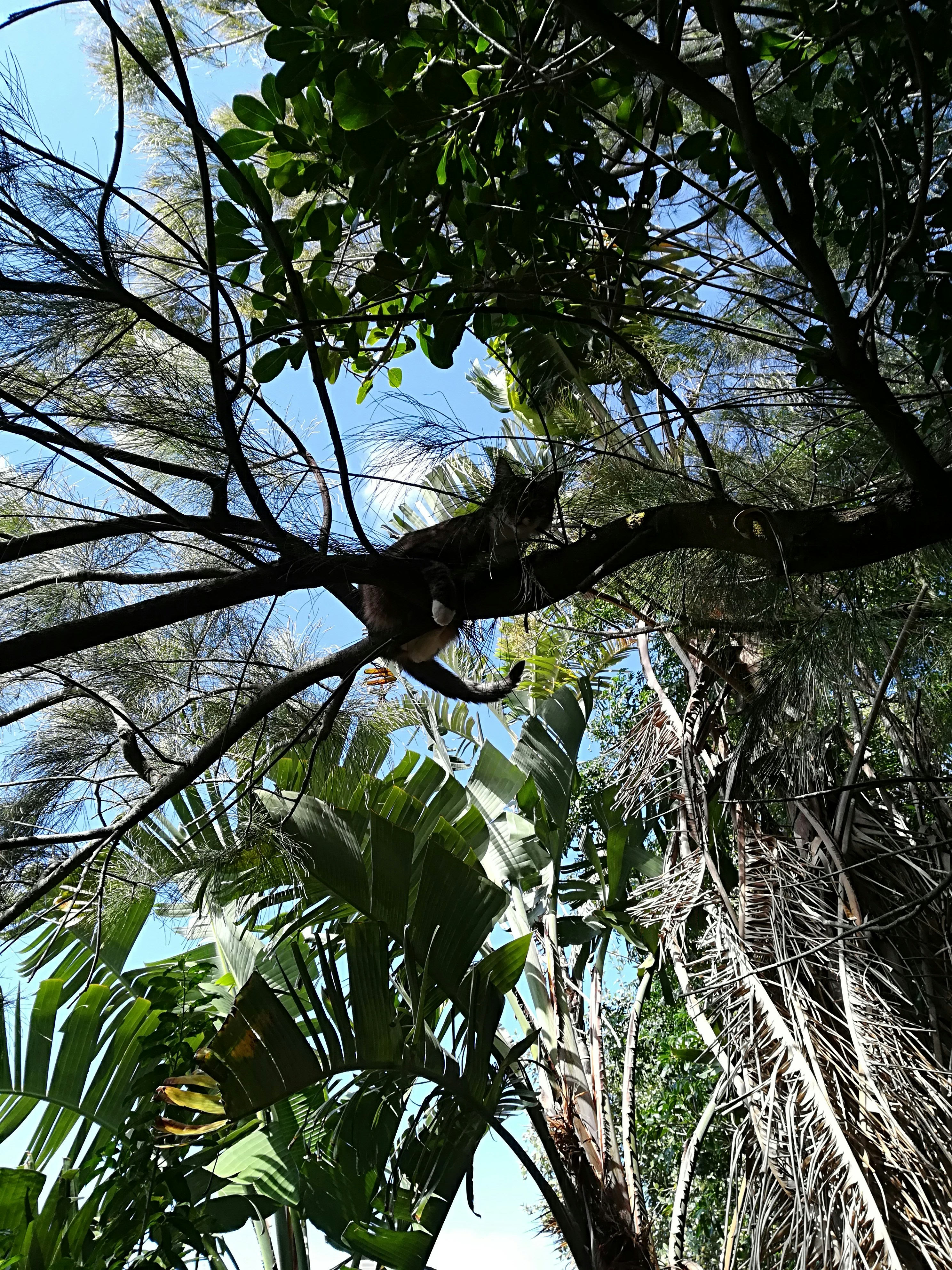 Photo by T.J. Land with Huawei P10 Lite