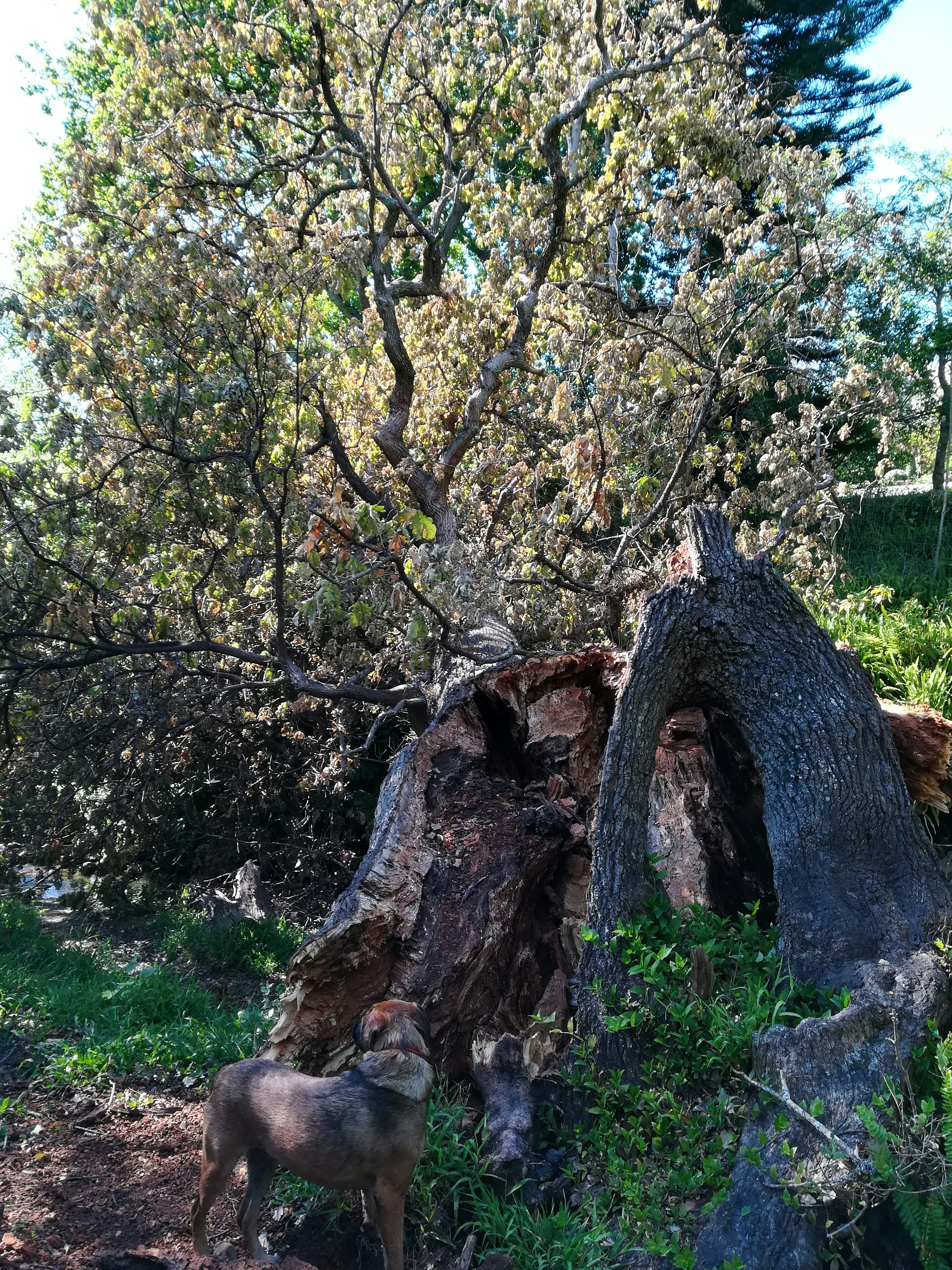 Hollow Guardian of Spring: Blossoms, Bark, and a Watchful Hound