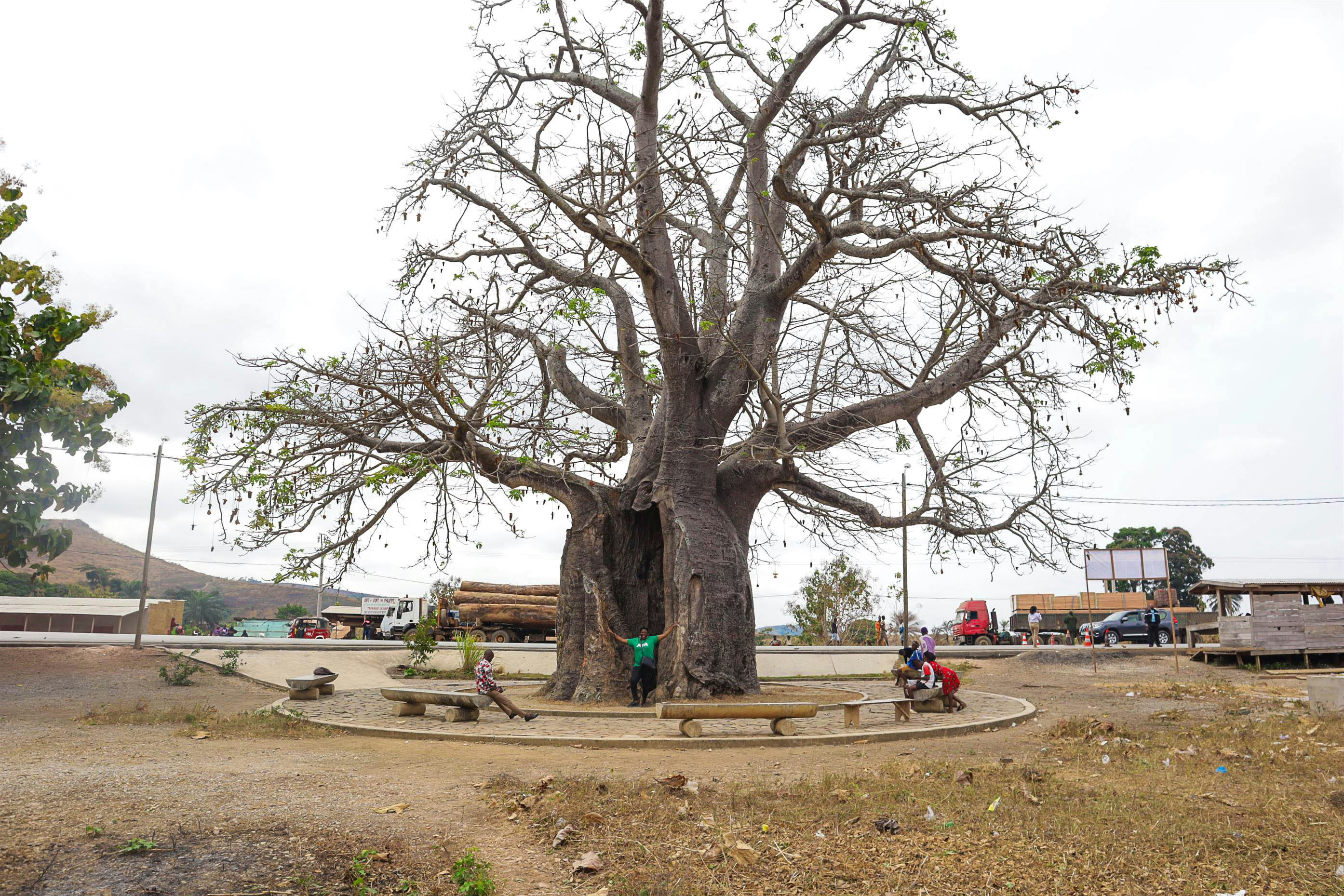 A large tree sitting in the middle of a dirt field photo – Free ...
