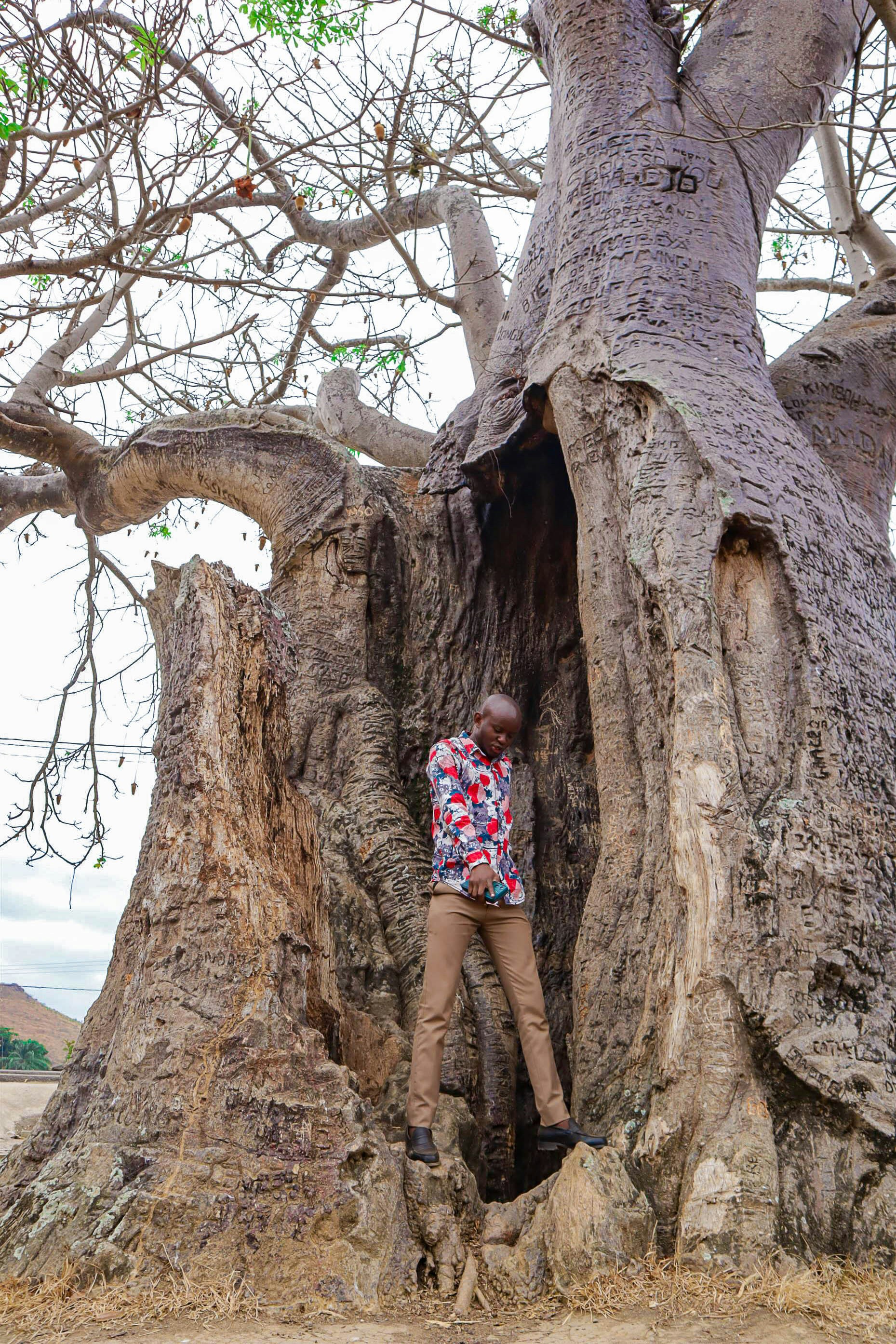 A man standing in the middle of a large tree photo – Free Mentalité ...