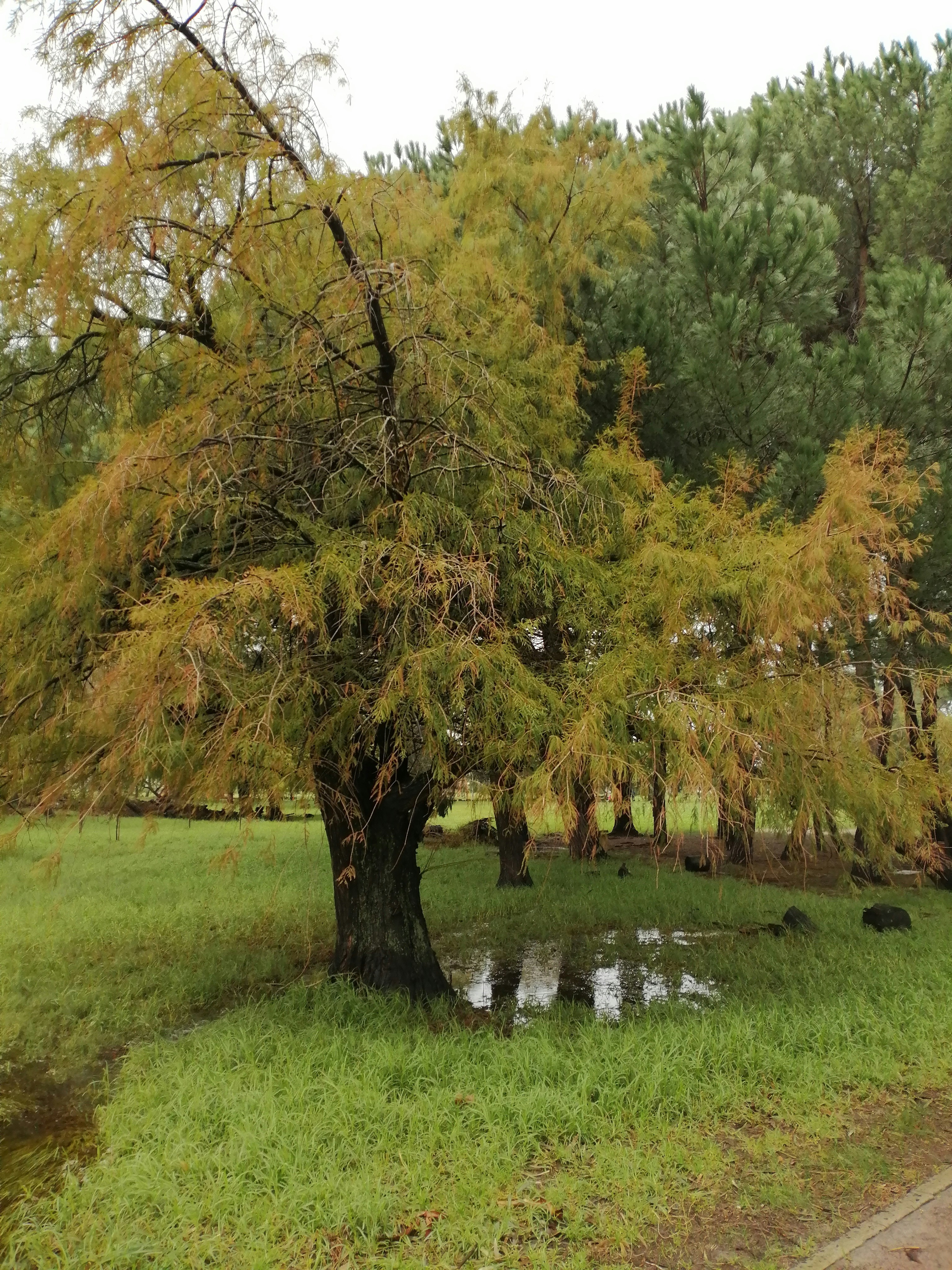 A tree that is sitting in the grass